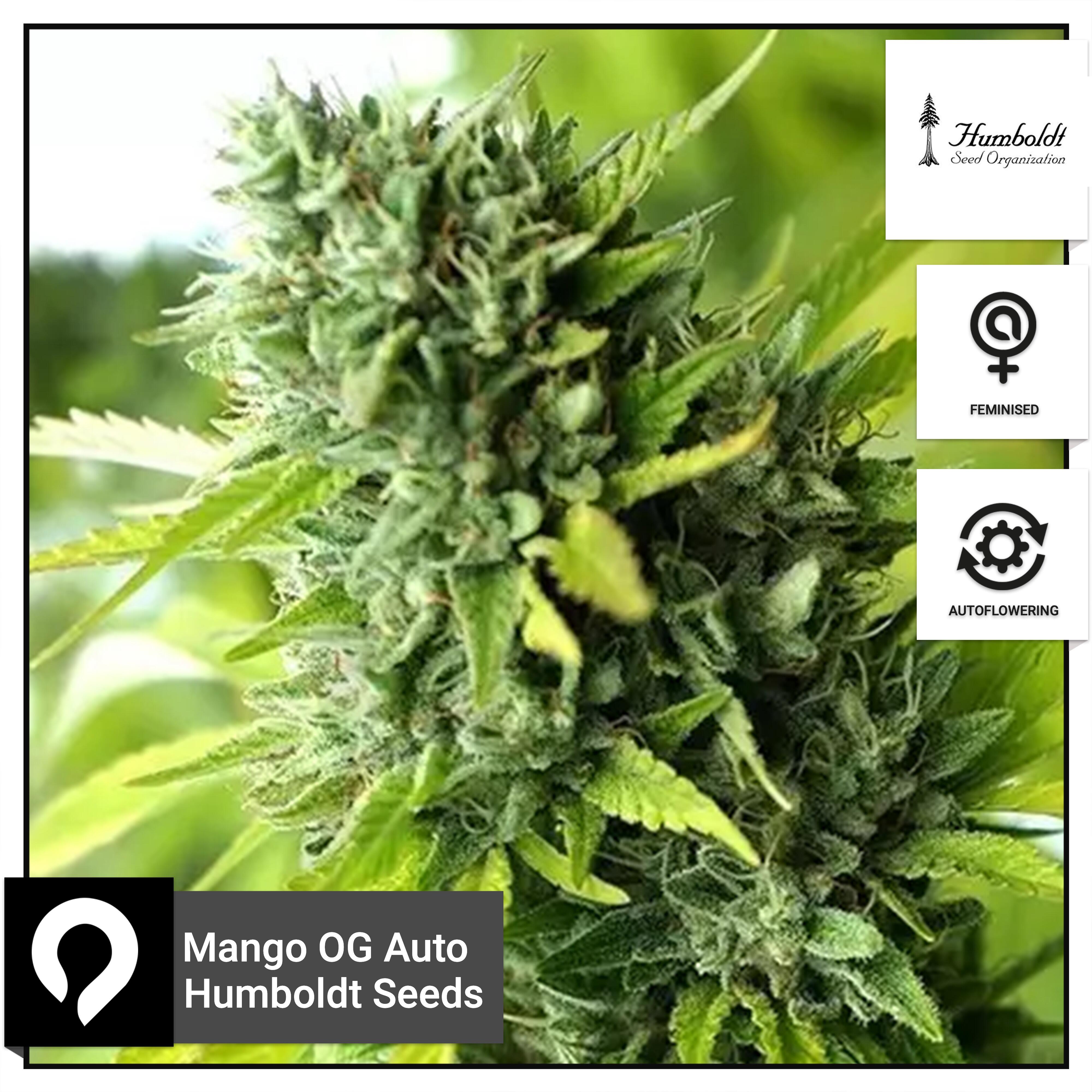 Mango Og Auto Humboldt Seeds Organization Feminised Seeds Kazam Seeds