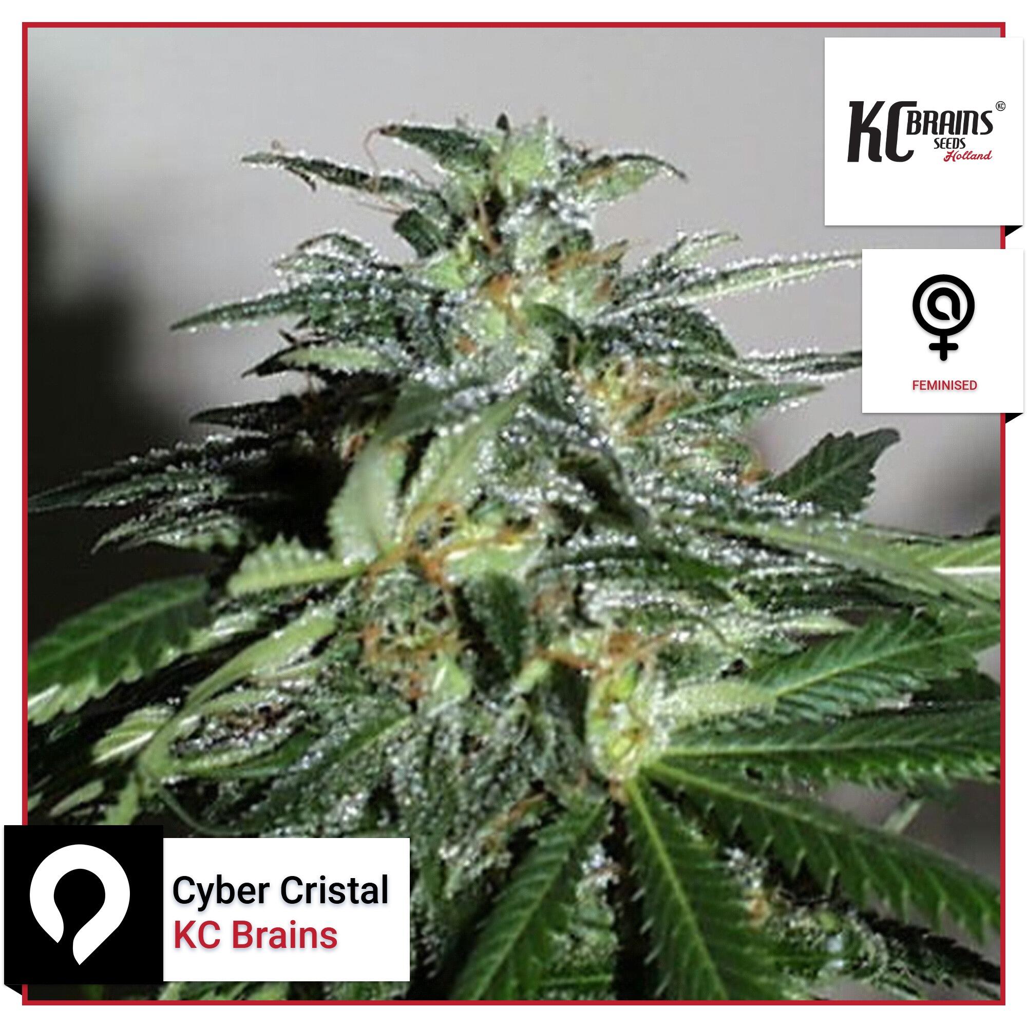 Cyber Cristal - KC Brains - Feminised Seeds | Kazam Seeds