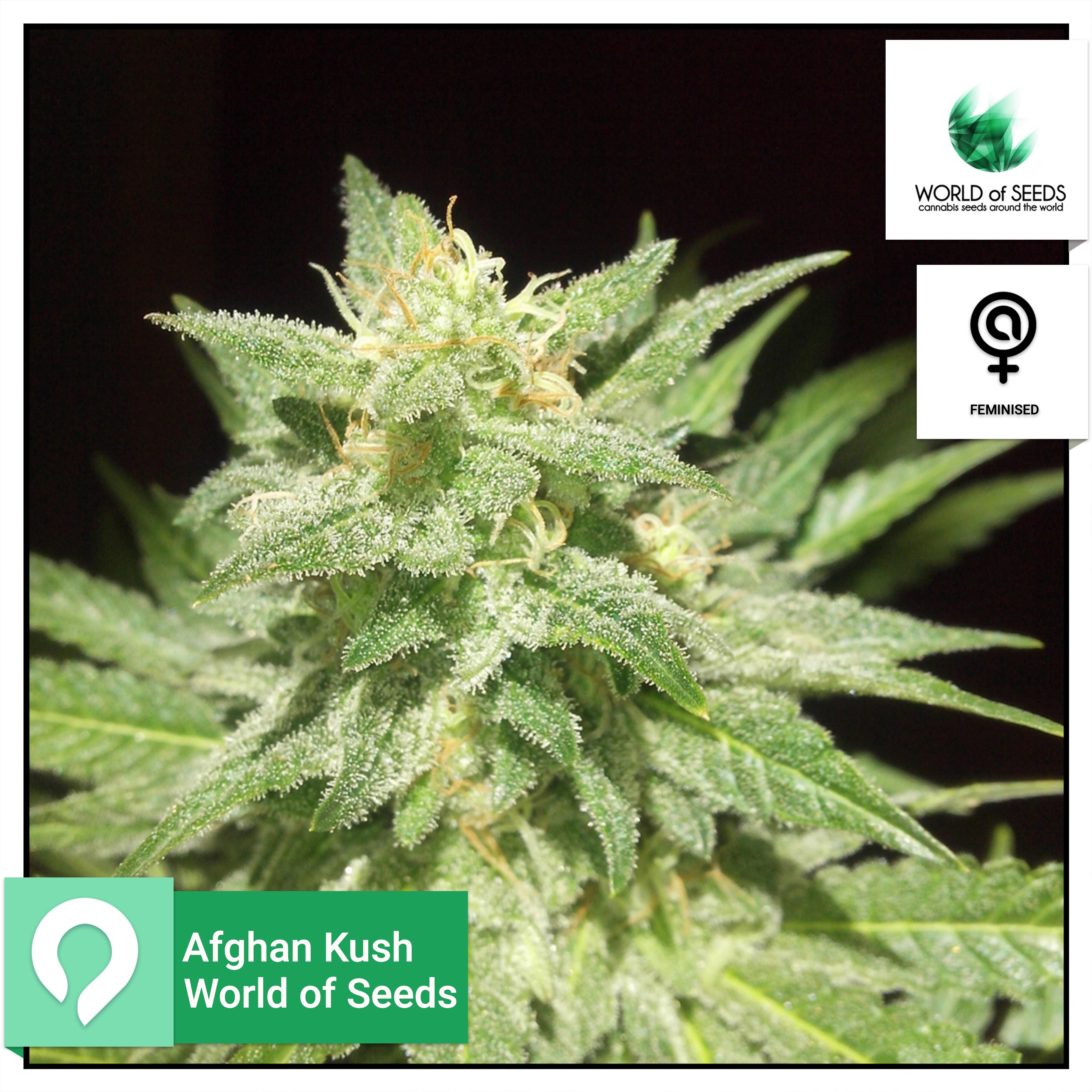 Afghan Kush World Of Seeds Feminised Seeds Kazam Seeds
