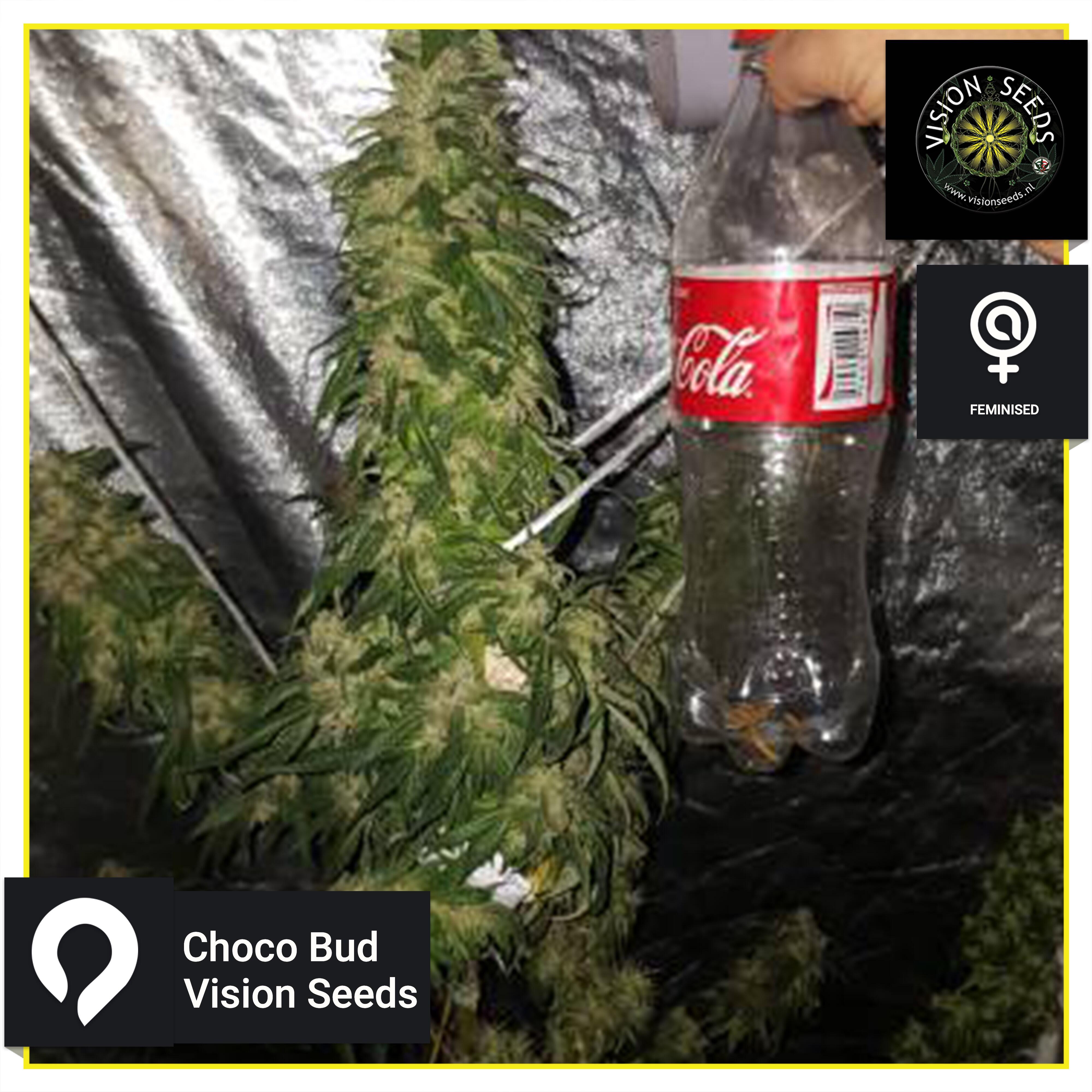 Choco Bud Vision Seeds Feminised Seeds Kazam Seeds