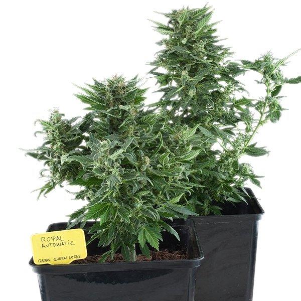 Royal Medic Cbd Royal Queen Seeds Feminised Seeds Kazam Seeds