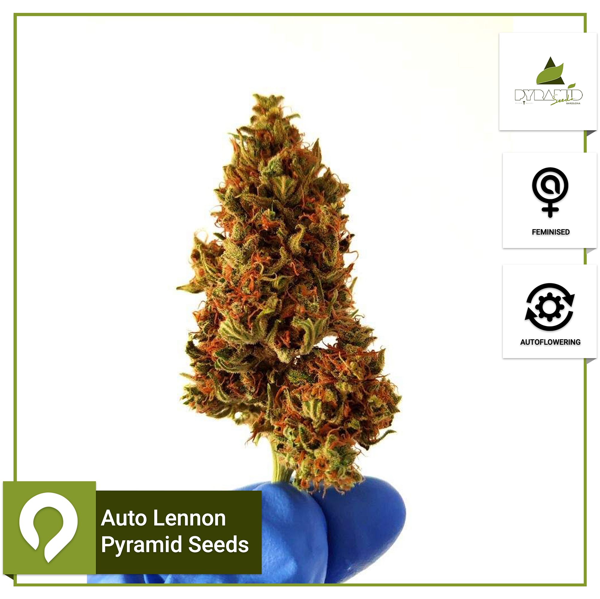 Auto Lennon - Pyramid Seeds - Feminised Seeds | Kazam Seeds