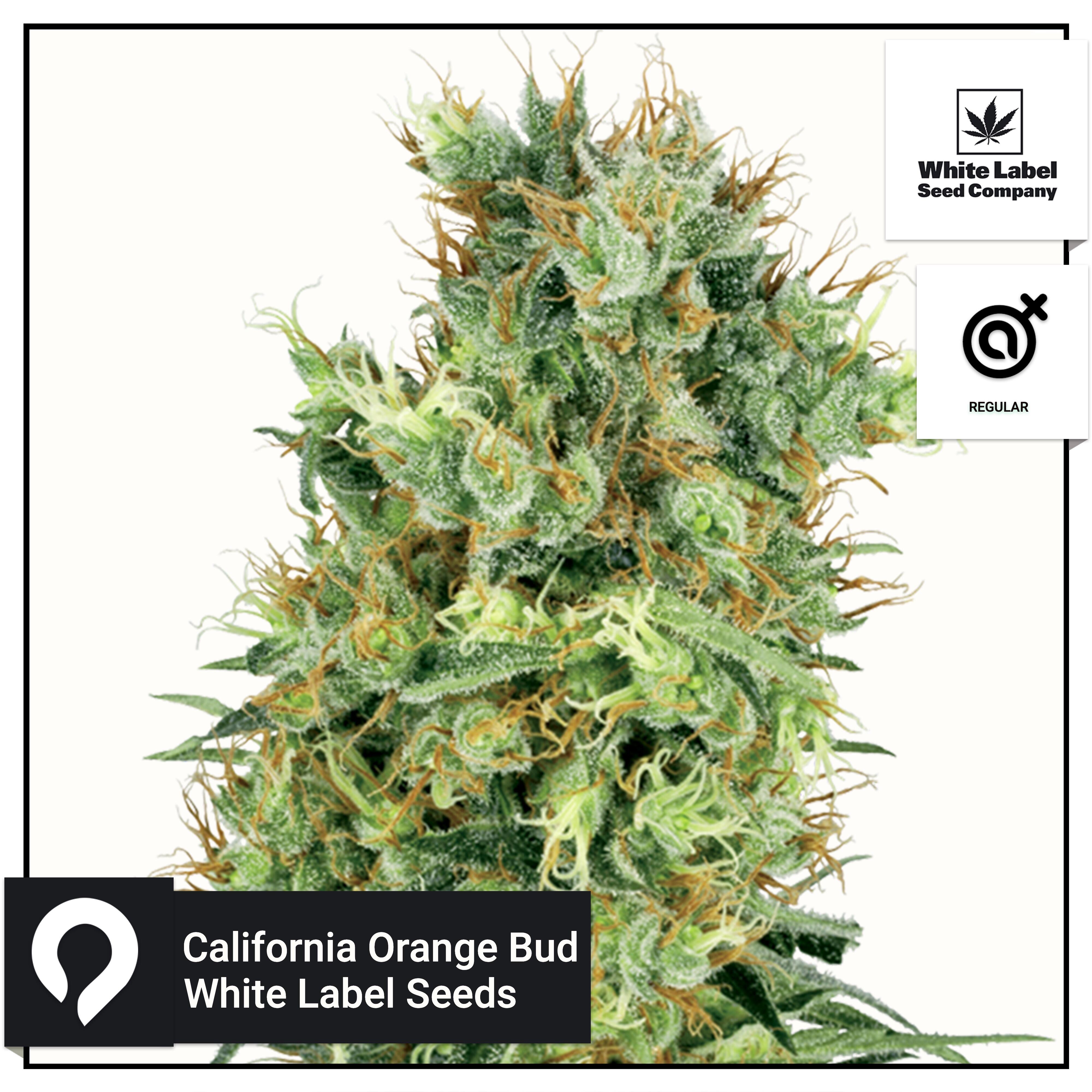 California Orange Bud - White Label Seeds - Regular Seeds | Kazam Seeds California Orange Bud - White Label Seeds - Regular Seeds | Kazam Seeds