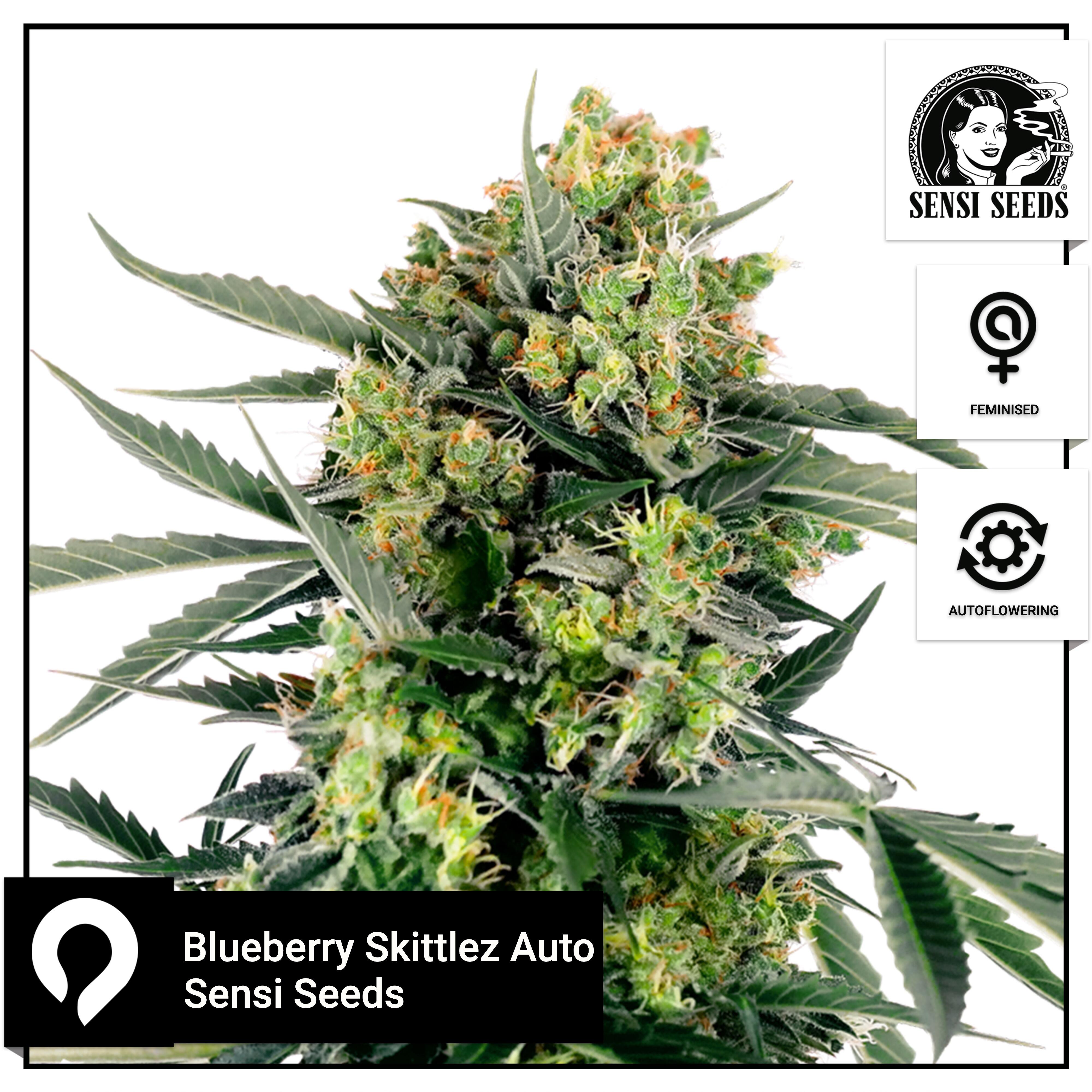 Blueberry Skittlez Auto - Sensi Seeds - Feminised Seeds | Kazam Seeds