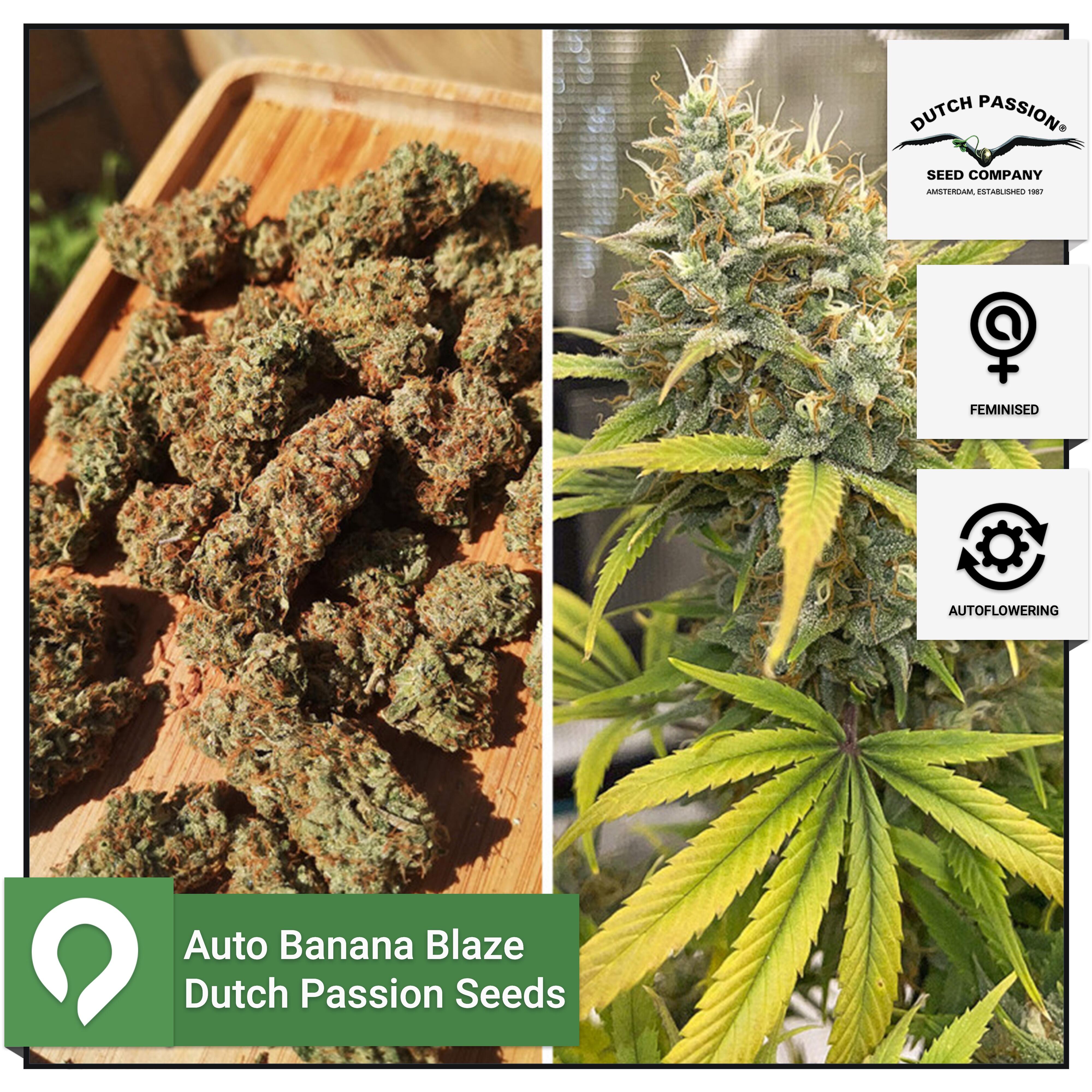 Auto Banana Blaze - Dutch Passion Seeds - Feminised Seeds | Kazam Seeds