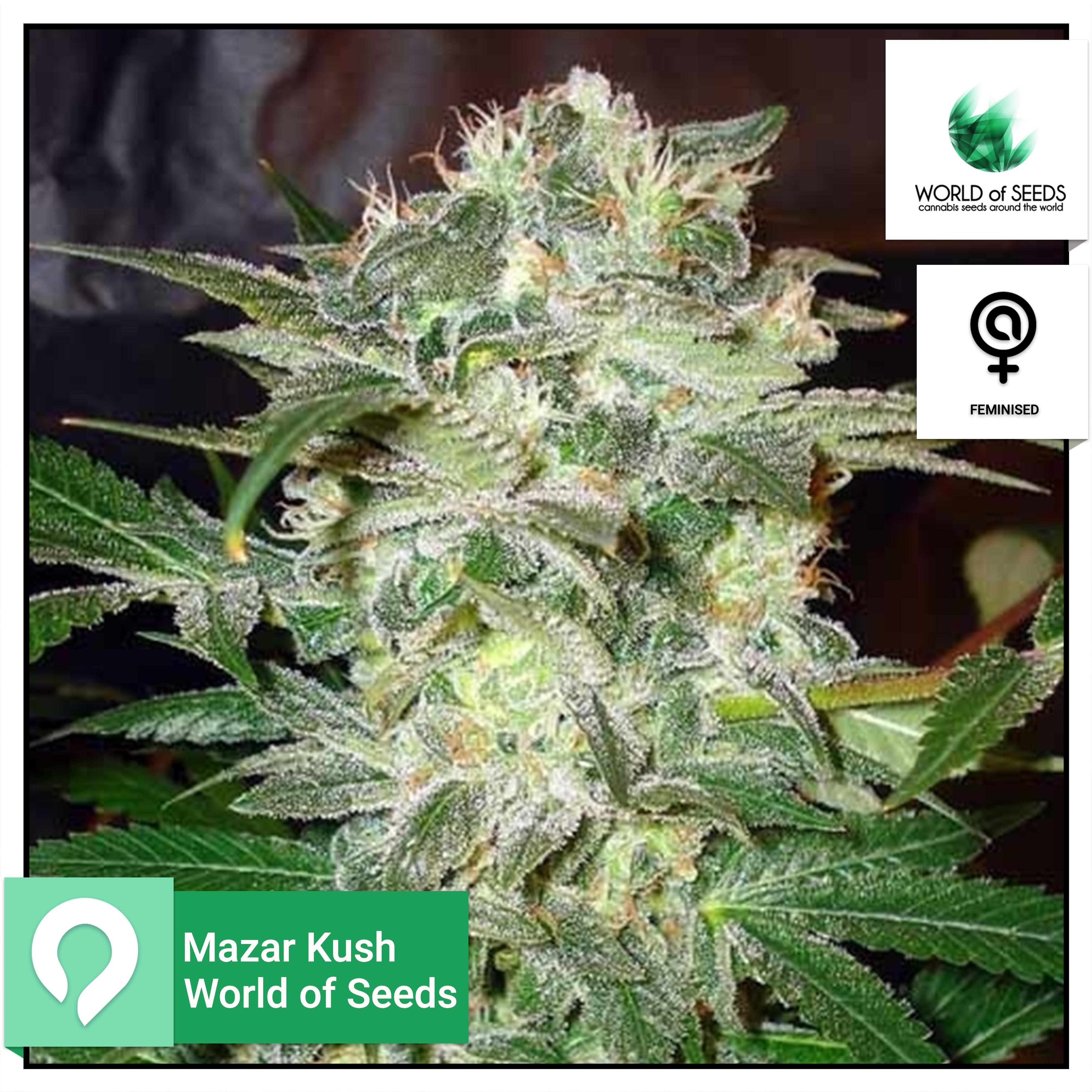 Mazar Kush World Of Seeds Feminised Seeds Kazam Seeds