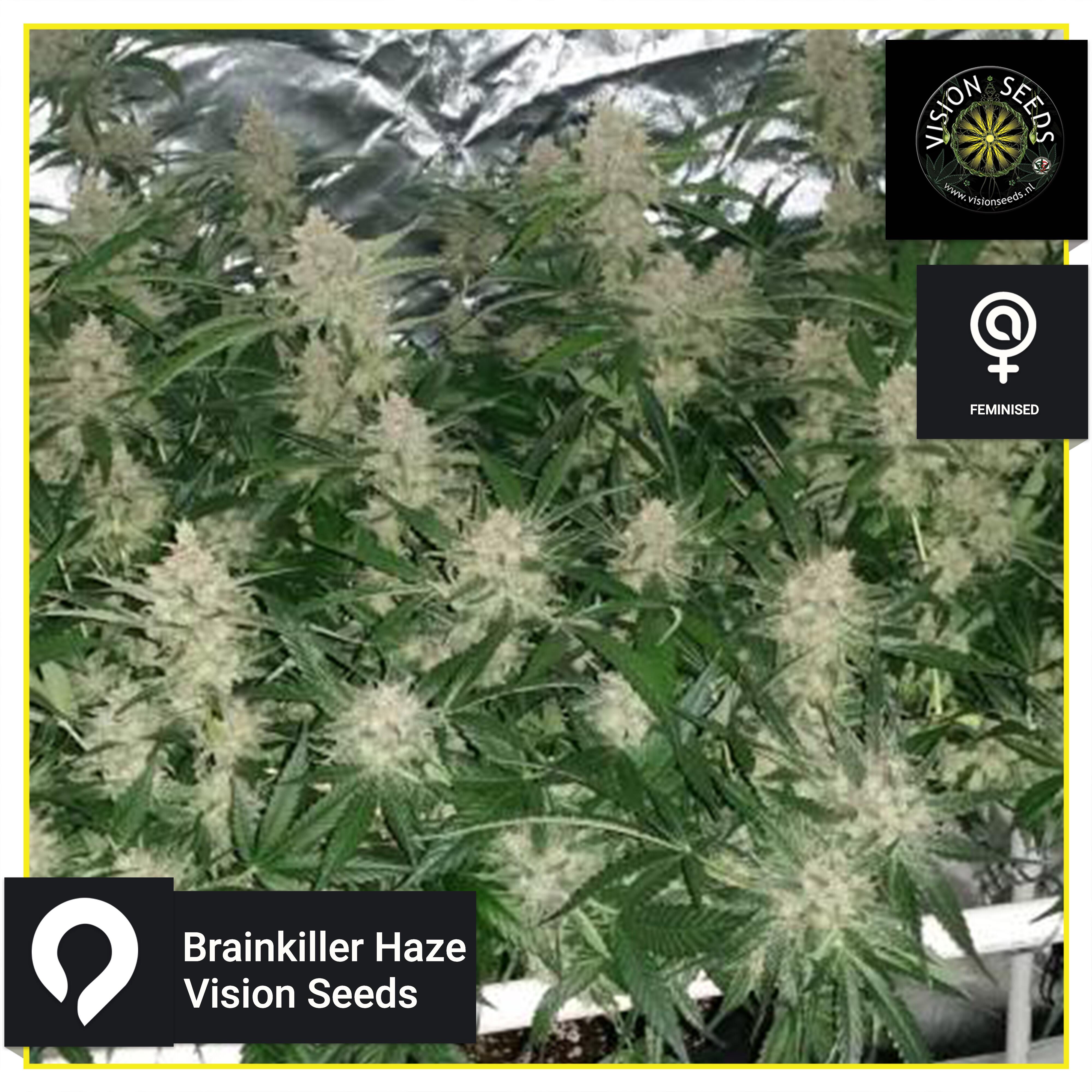 Brainkiller Haze - Vision Seeds - Feminised Seeds | Kazam Seeds