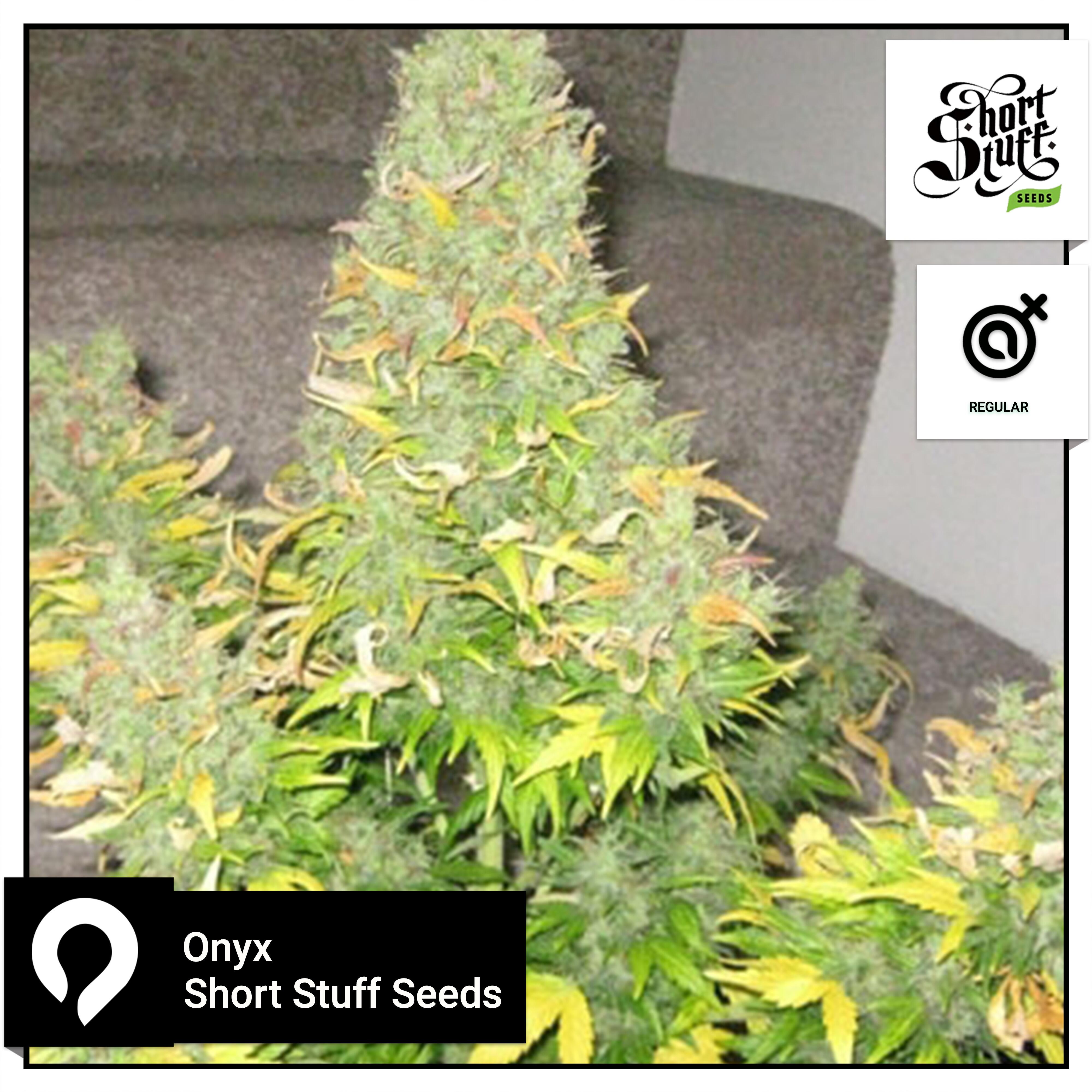 Onyx - Short Stuff Seeds - Regular Seeds | Kazam Seeds