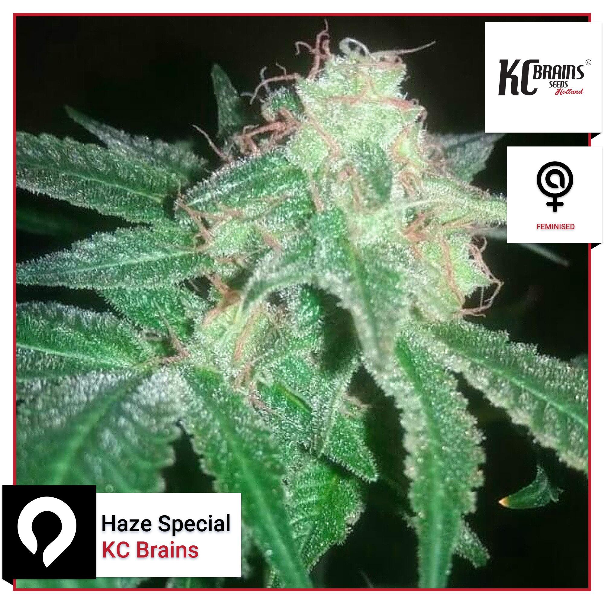 Haze Special - KC Brains - Feminised Seeds | Kazam Seeds