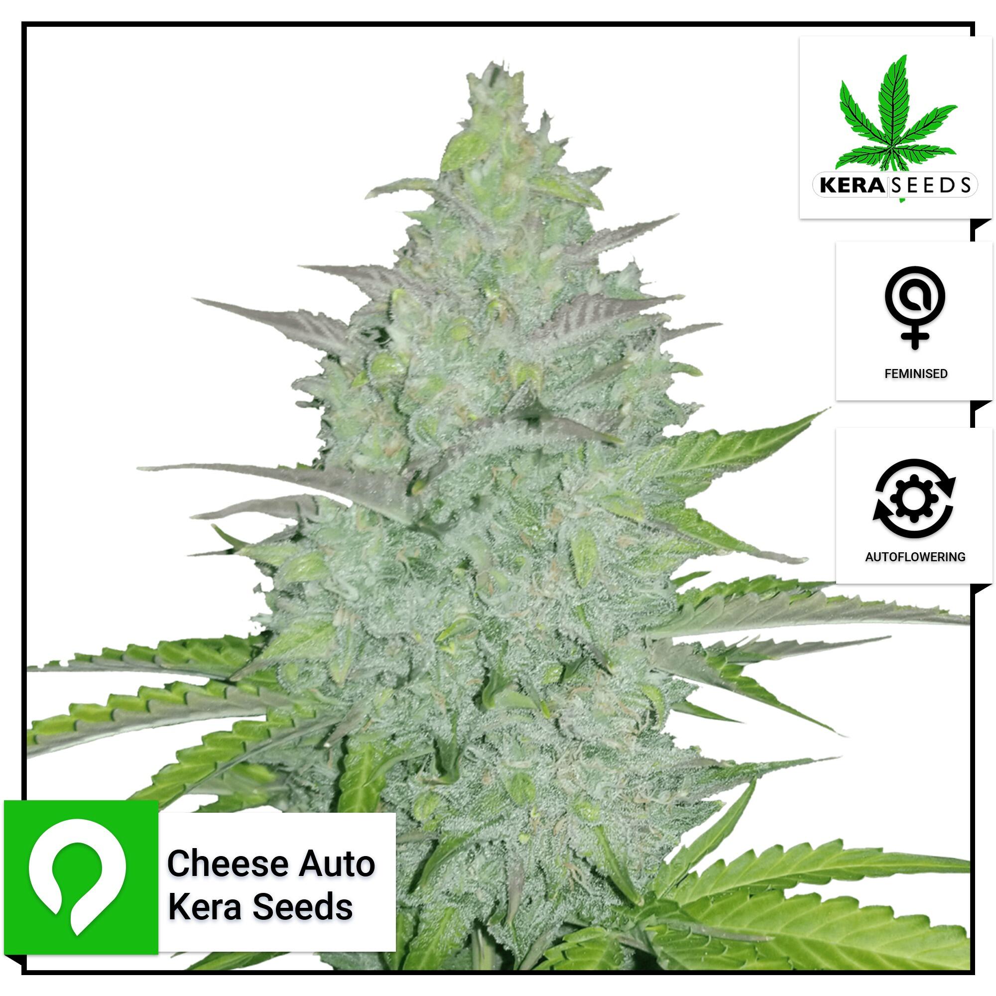 Cheese Auto - Kera Seeds - Feminised Seeds | Kazam Seeds