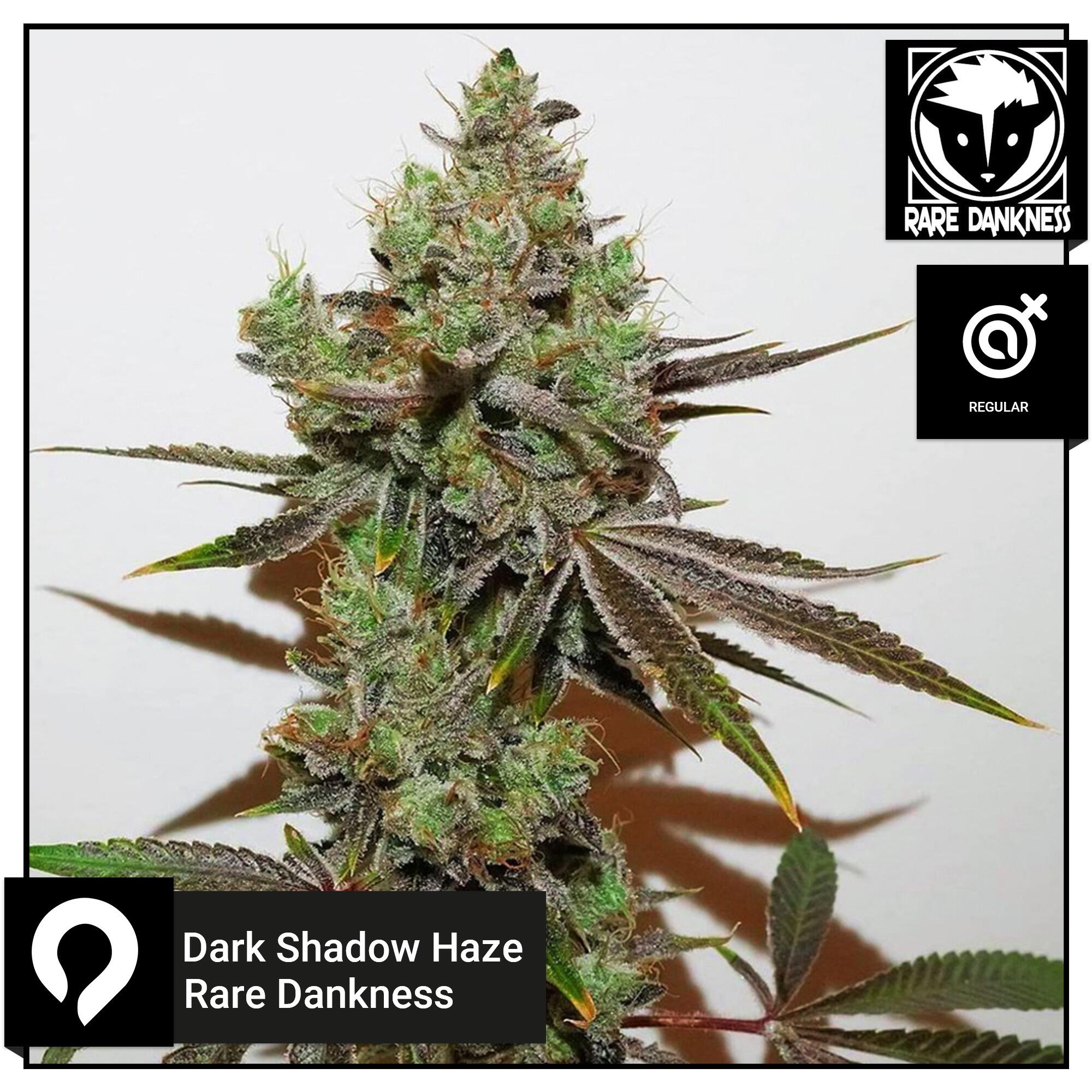 Dark Shadow Haze - Rare Dankness - Regular Seeds | Kazam Seeds