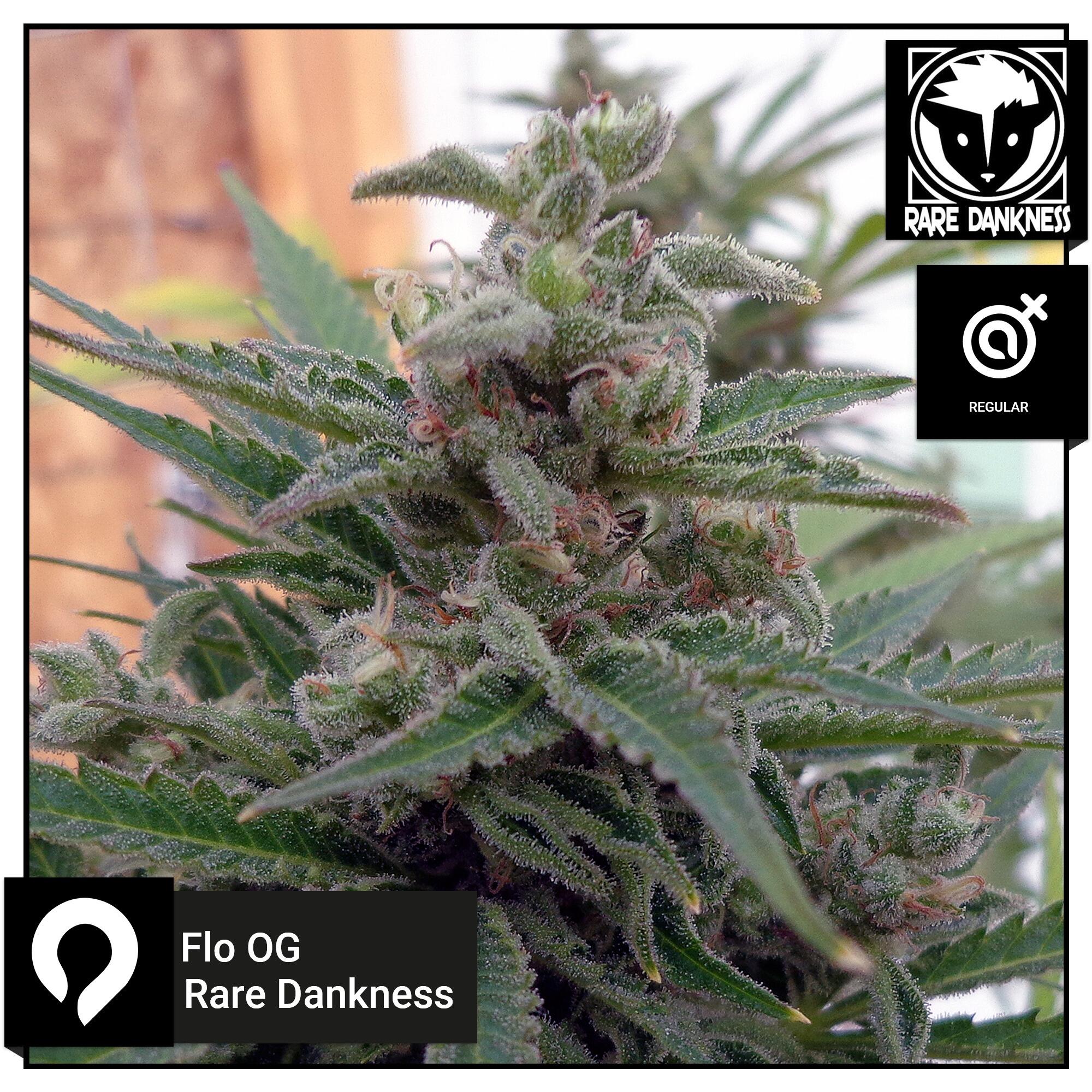 Flo OG - Rare Dankness - Regular Seeds | Kazam Seeds