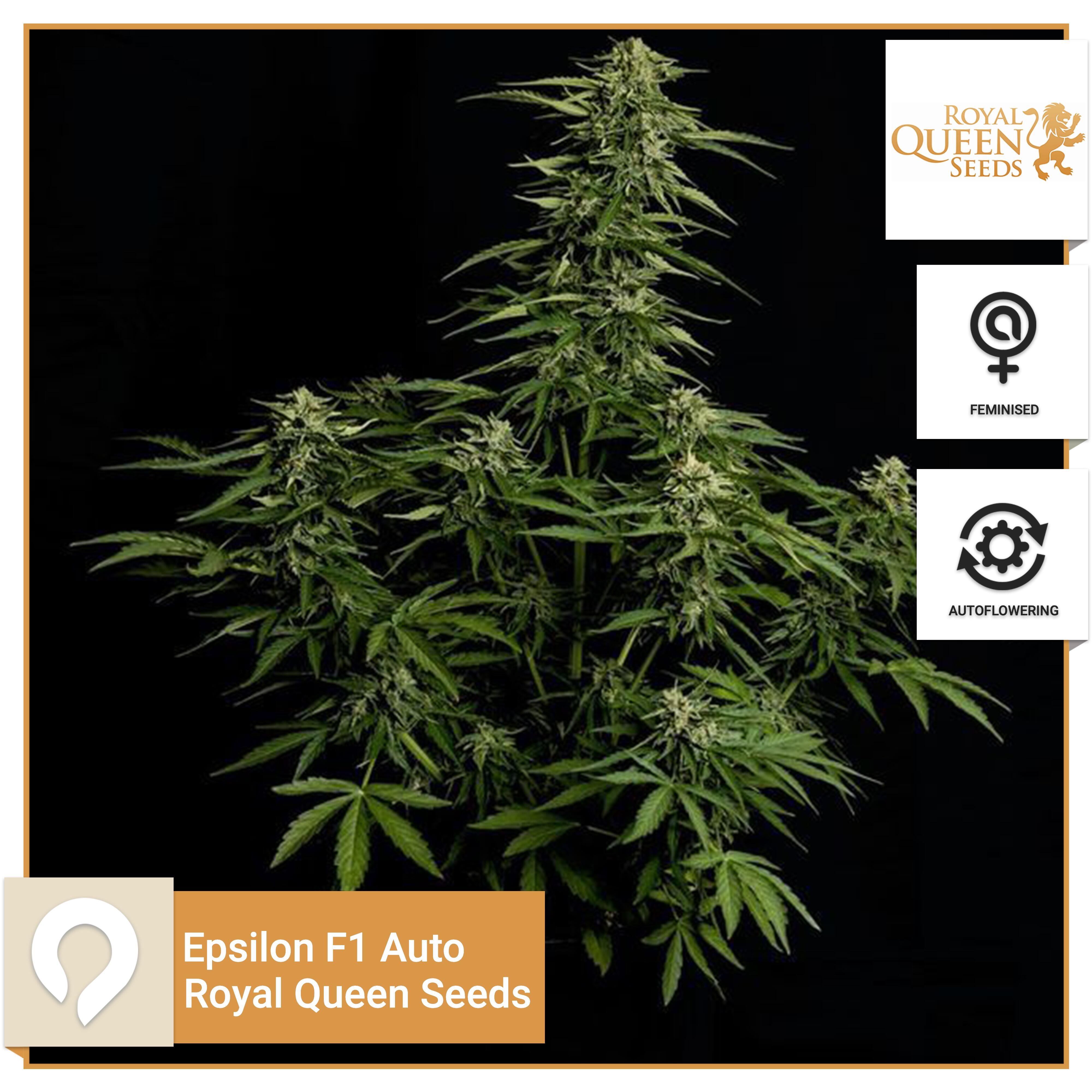 Epsilon F1 Auto - Royal Queen Seeds - Feminised Seeds | Kazam Seeds