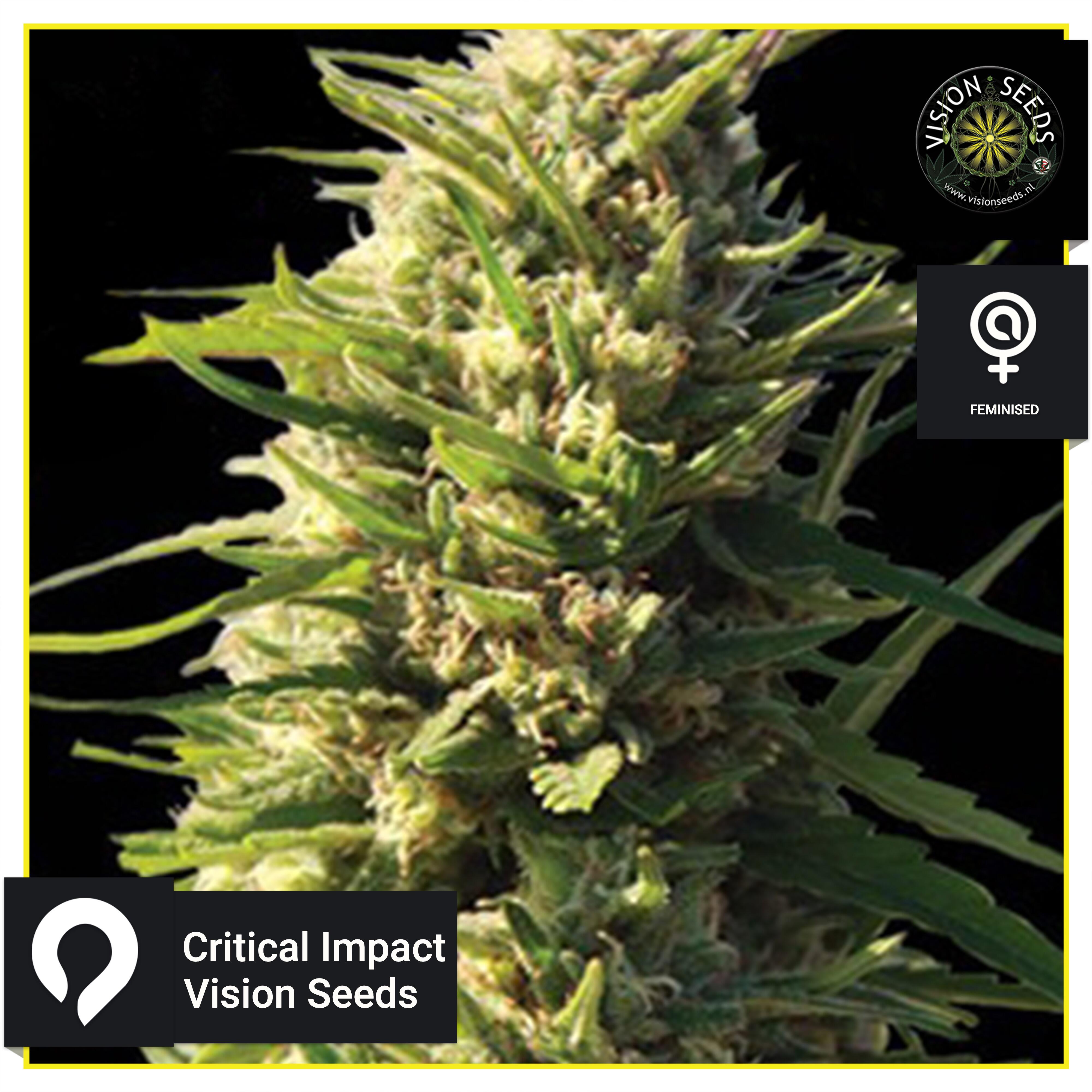 Critical Impact Vision Seeds Feminised Seeds Kazam Seeds
