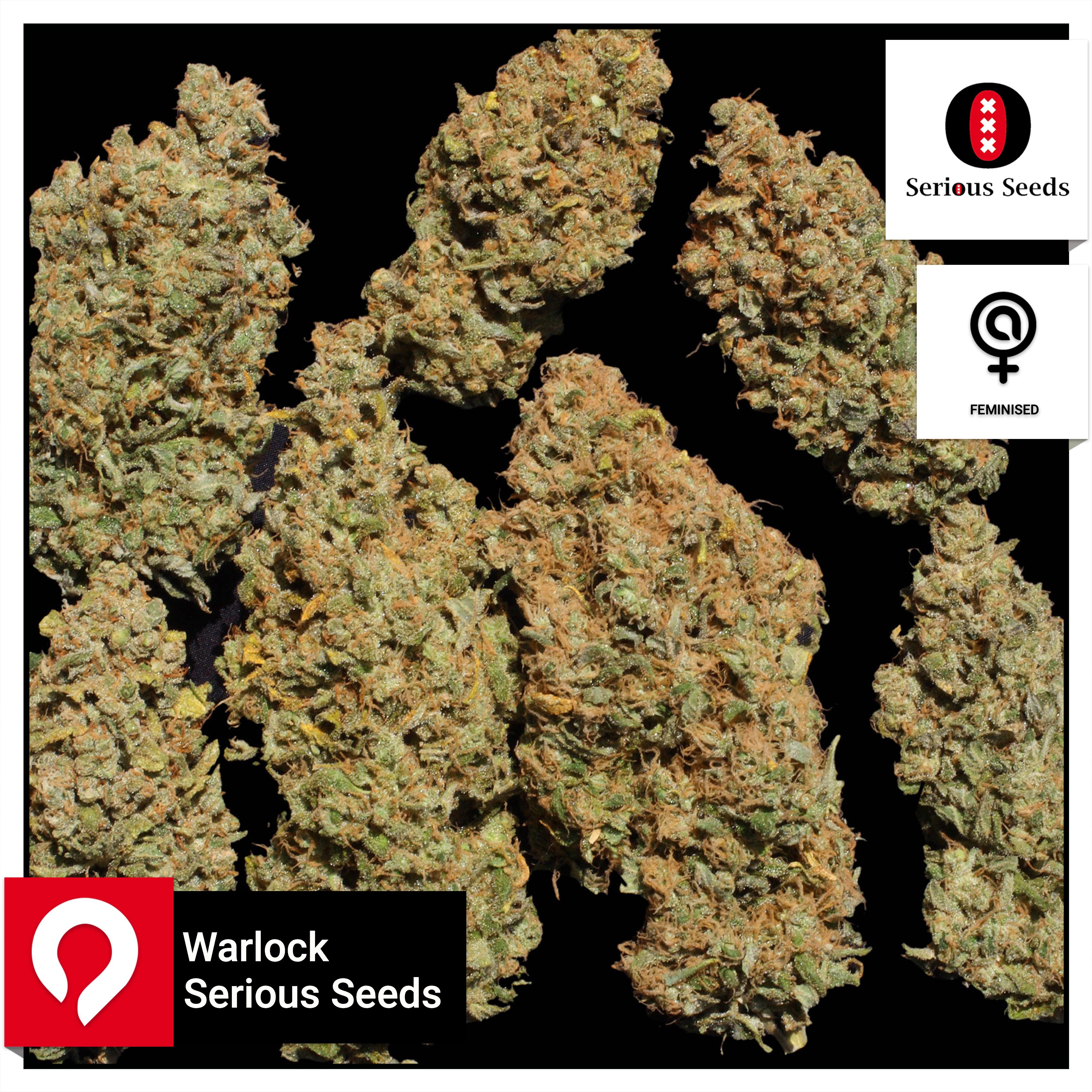 Warlock - Serious Seeds - Feminised Seeds | Kazam Seeds