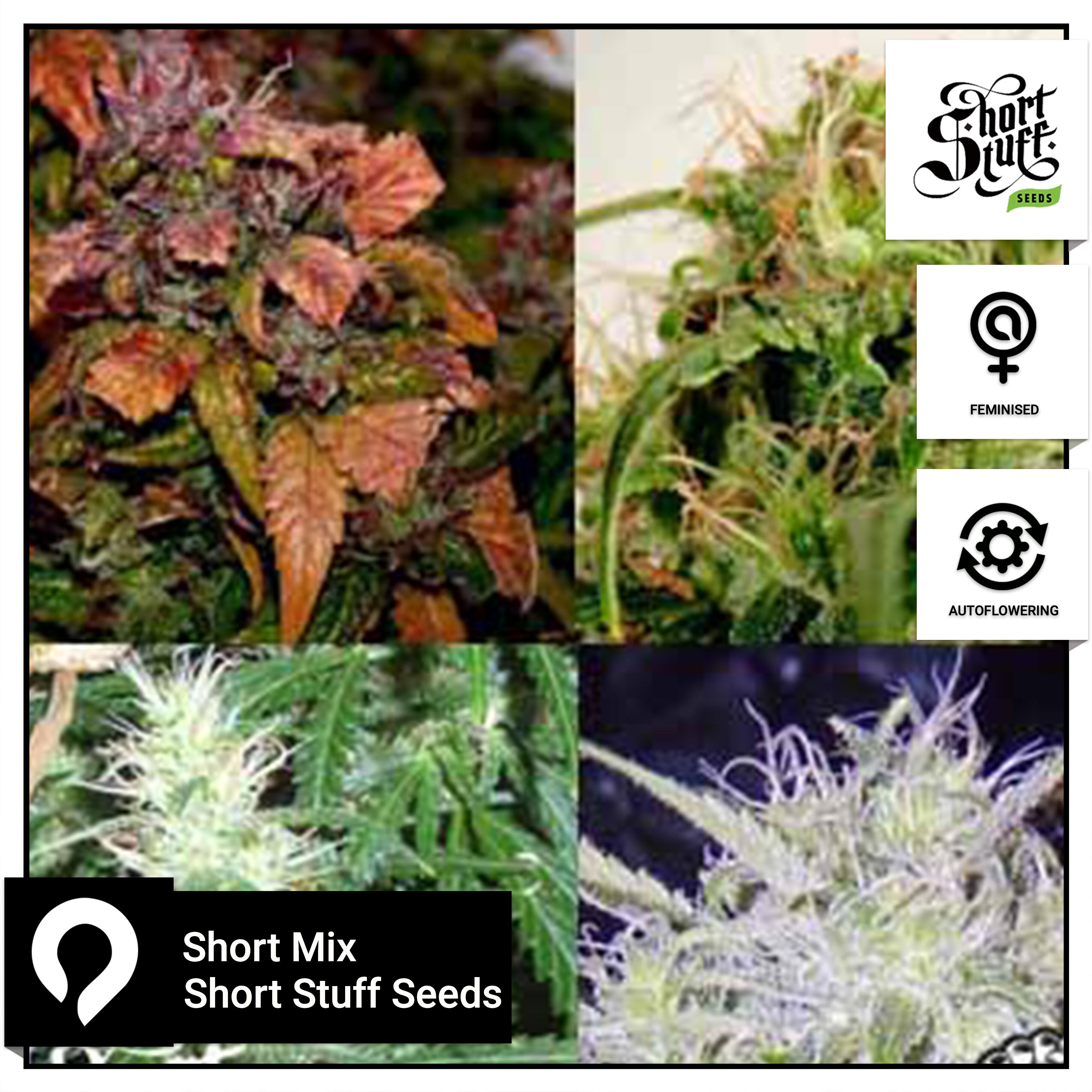 Short Mix - Short Stuff Seeds - Feminised Seeds | Kazam Seeds