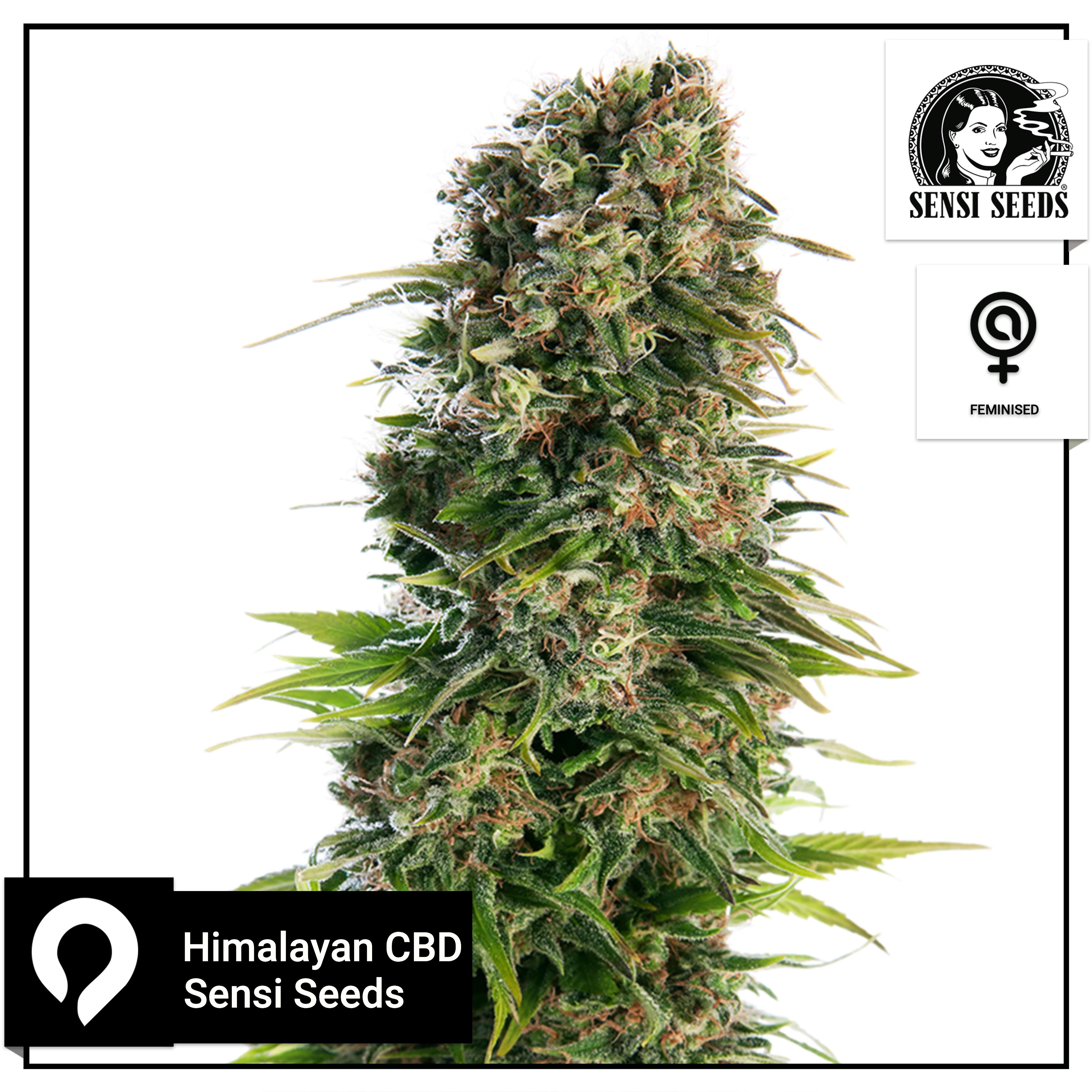 Himalayan Cbd Sensi Seeds Feminised Seeds Kazam Seeds