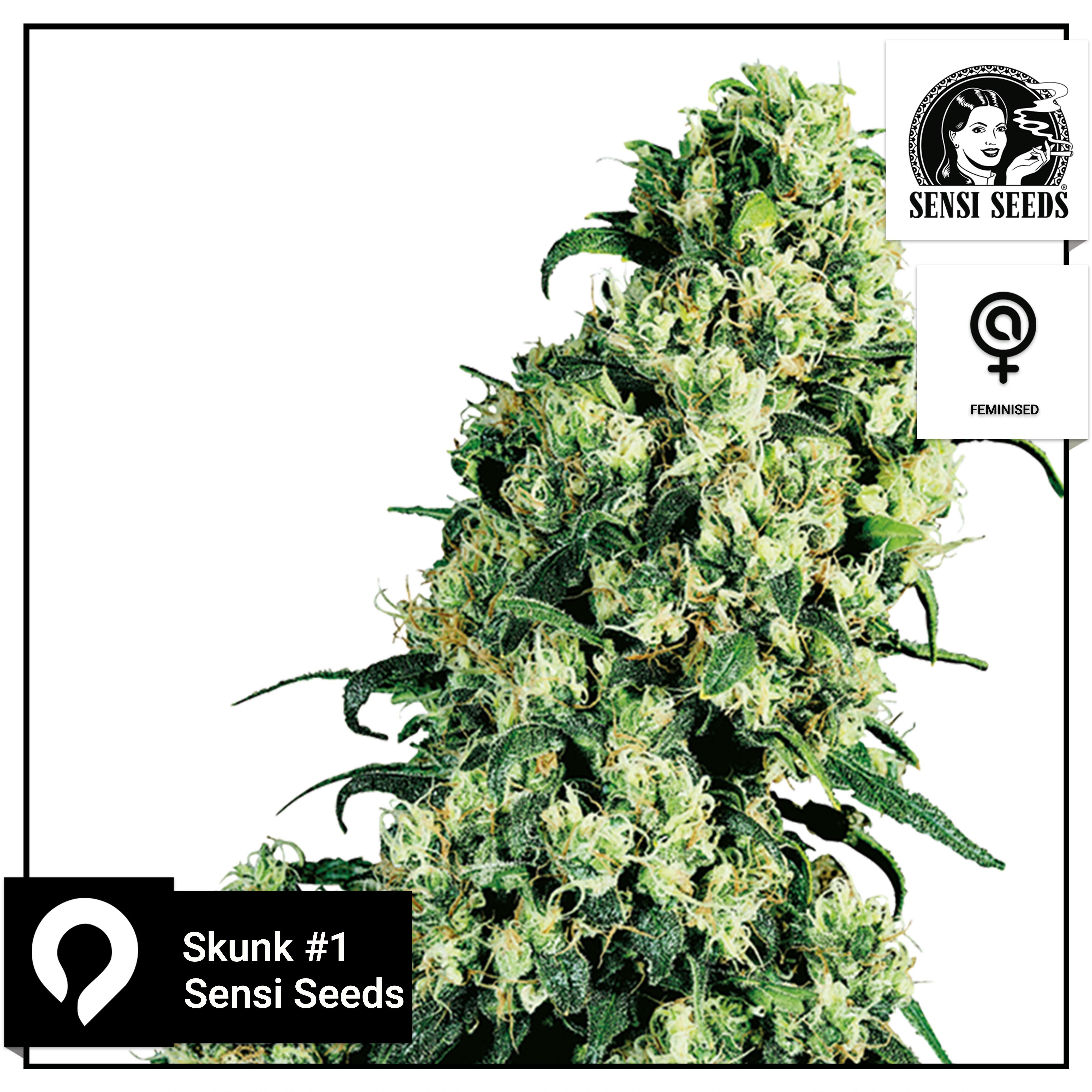 Skunk 1 Sensi Seeds Feminised Seeds Kazam Seeds