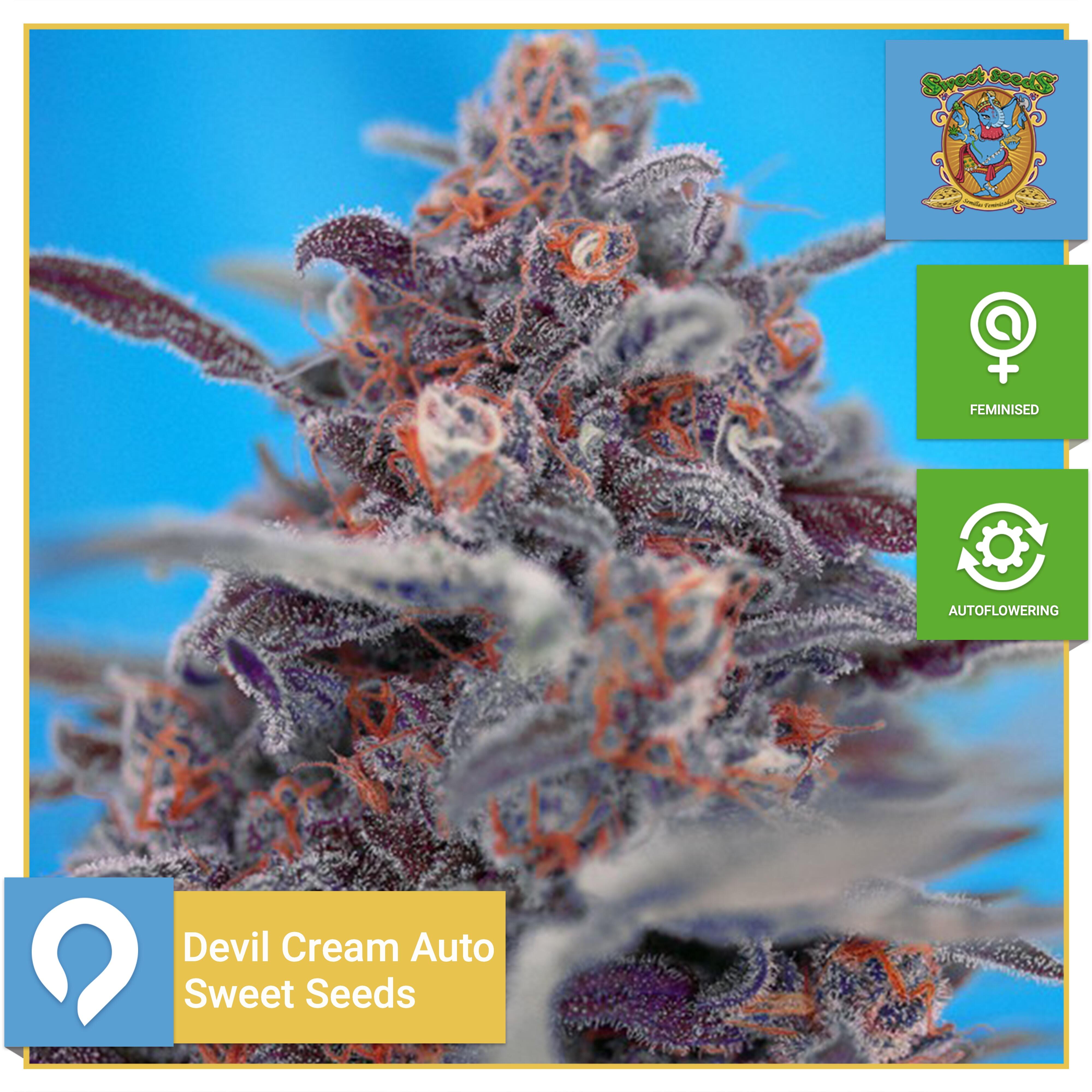 Devil Cream Auto - Sweet Seeds - Feminised Seeds | Kazam Seeds