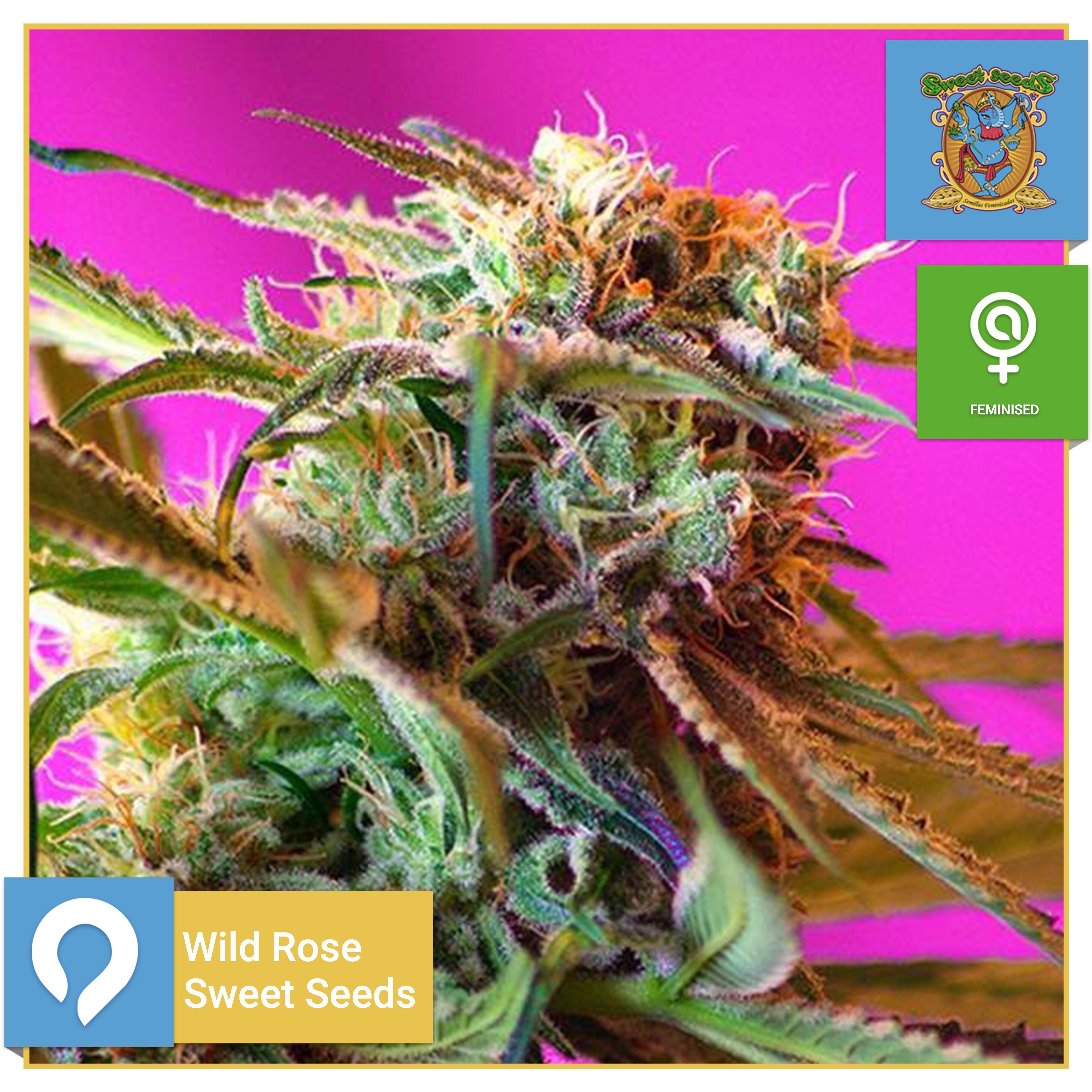 Wild Rose - Sweet Seeds - Feminised Seeds | Kazam Seeds