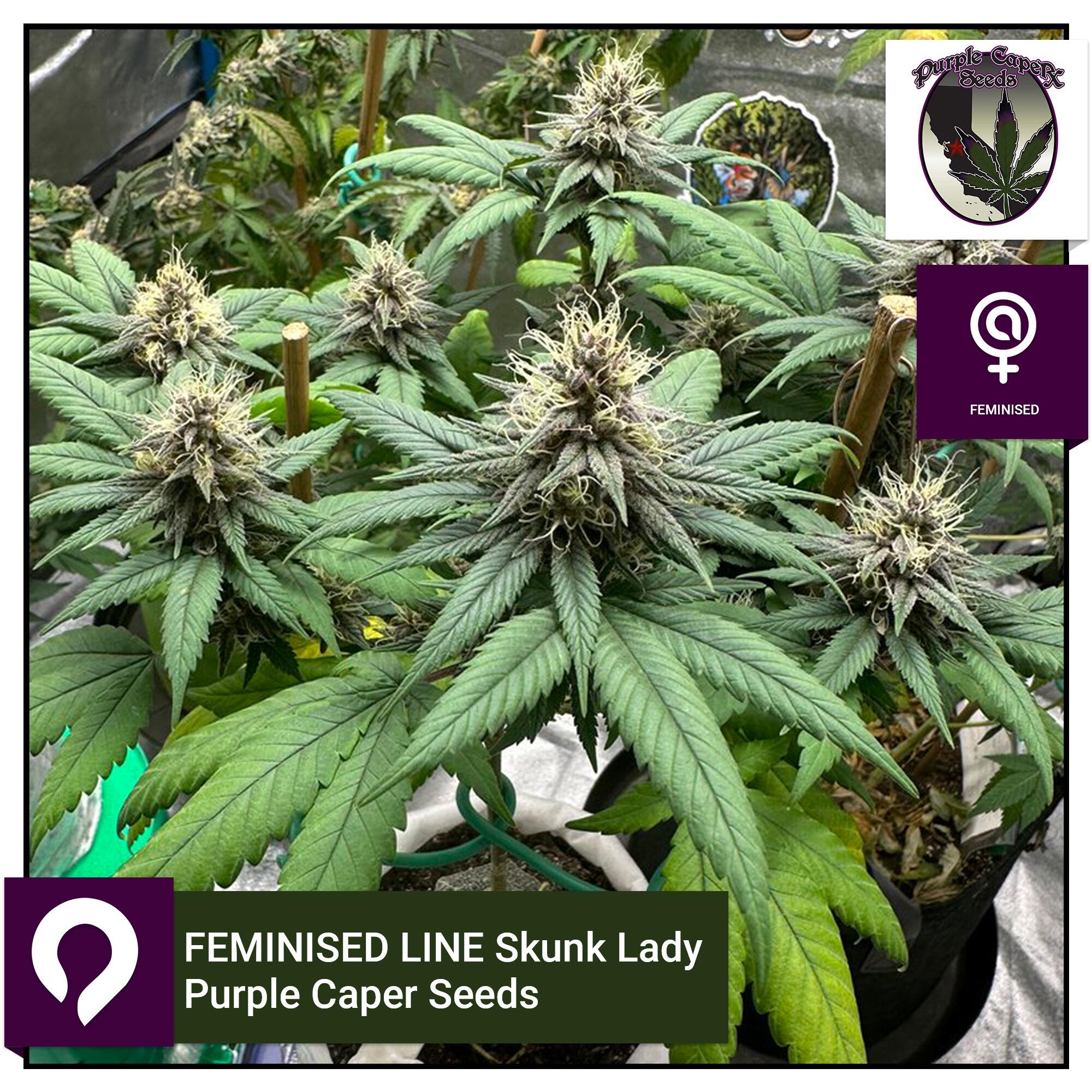 FEMINISED LINE Skunk Lady