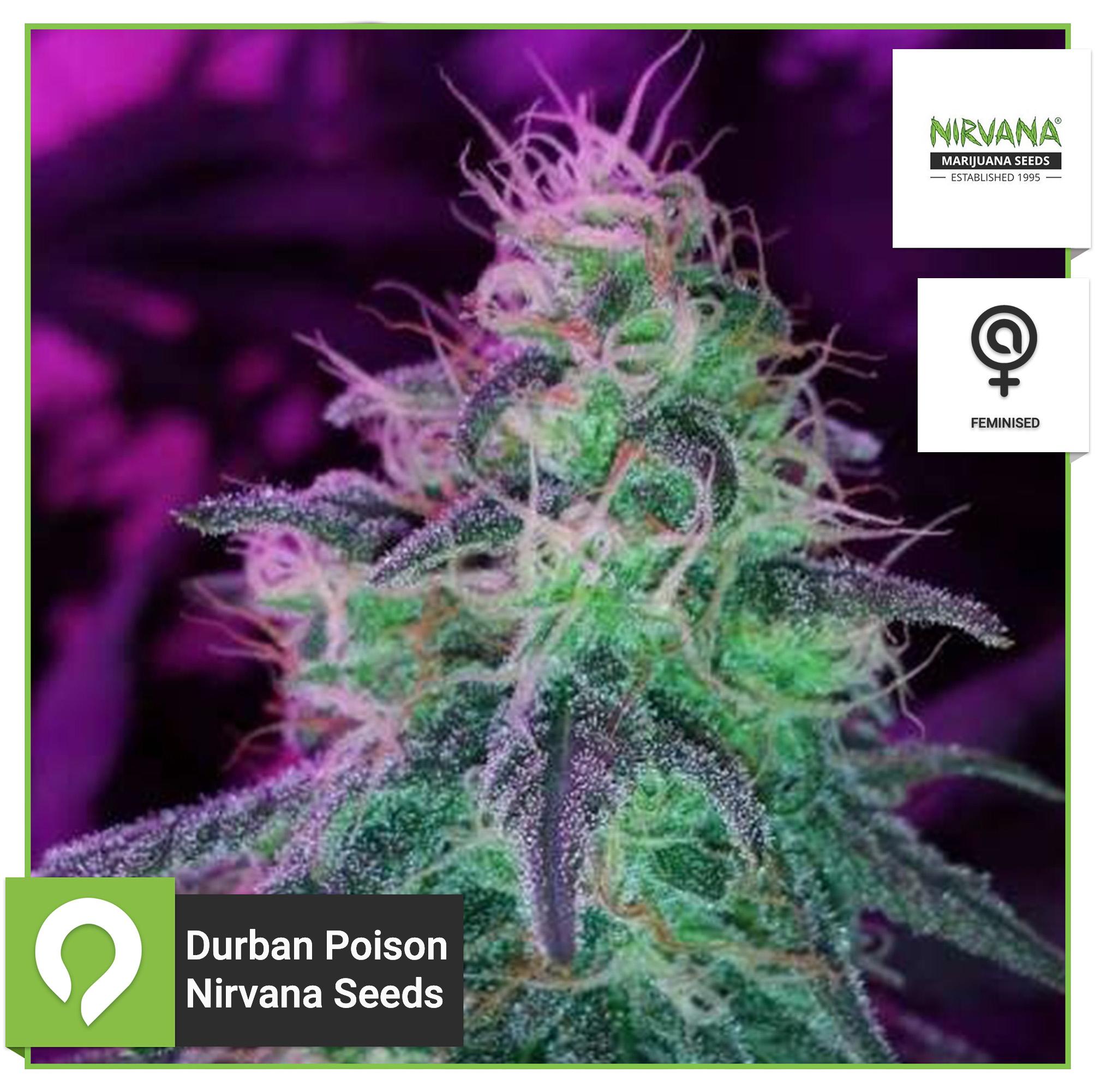 Durban Poison - Nirvana Seeds - Feminised Seeds | Kazam Seeds