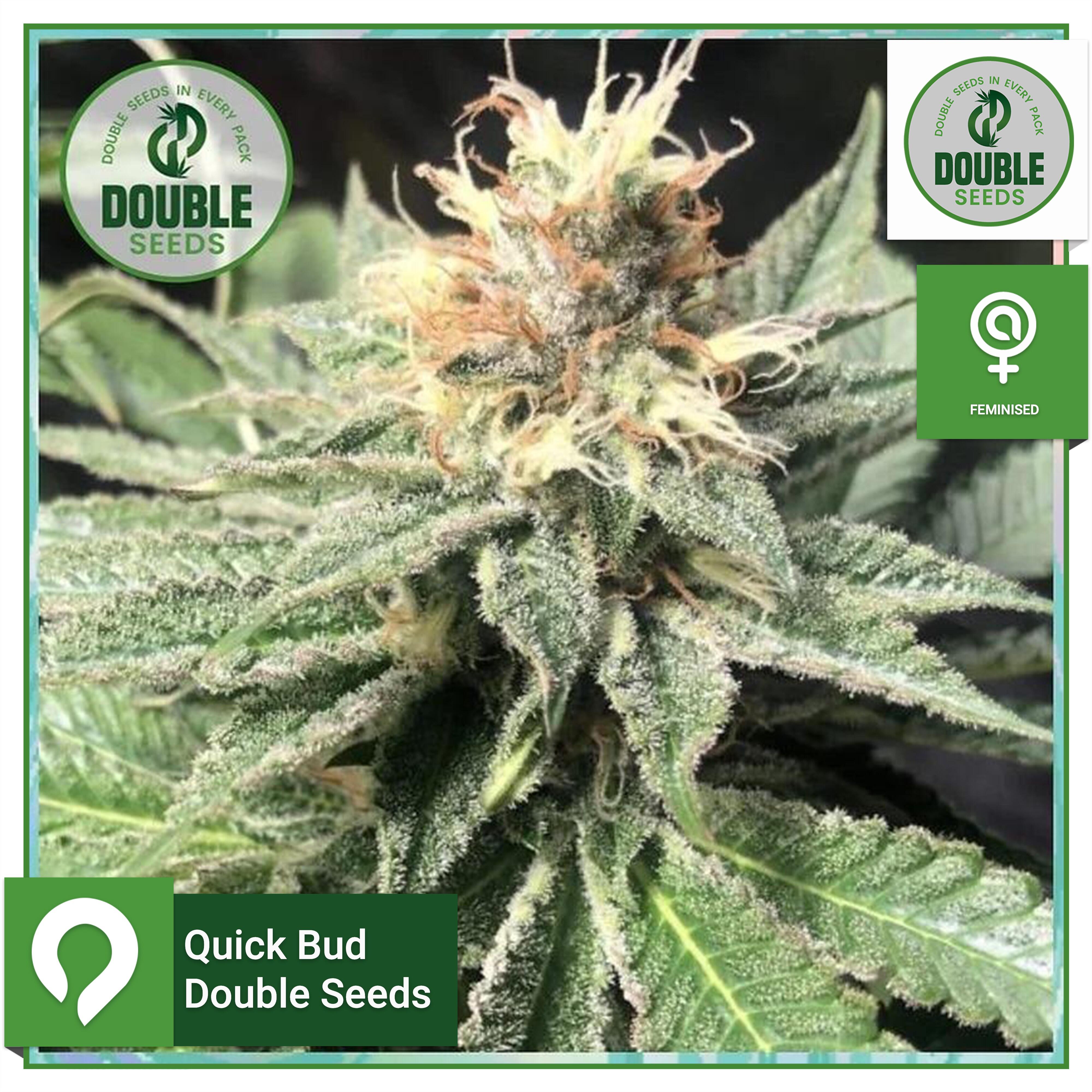 Quick Bud - Double Seeds - Feminised Seeds | Kazam Seeds