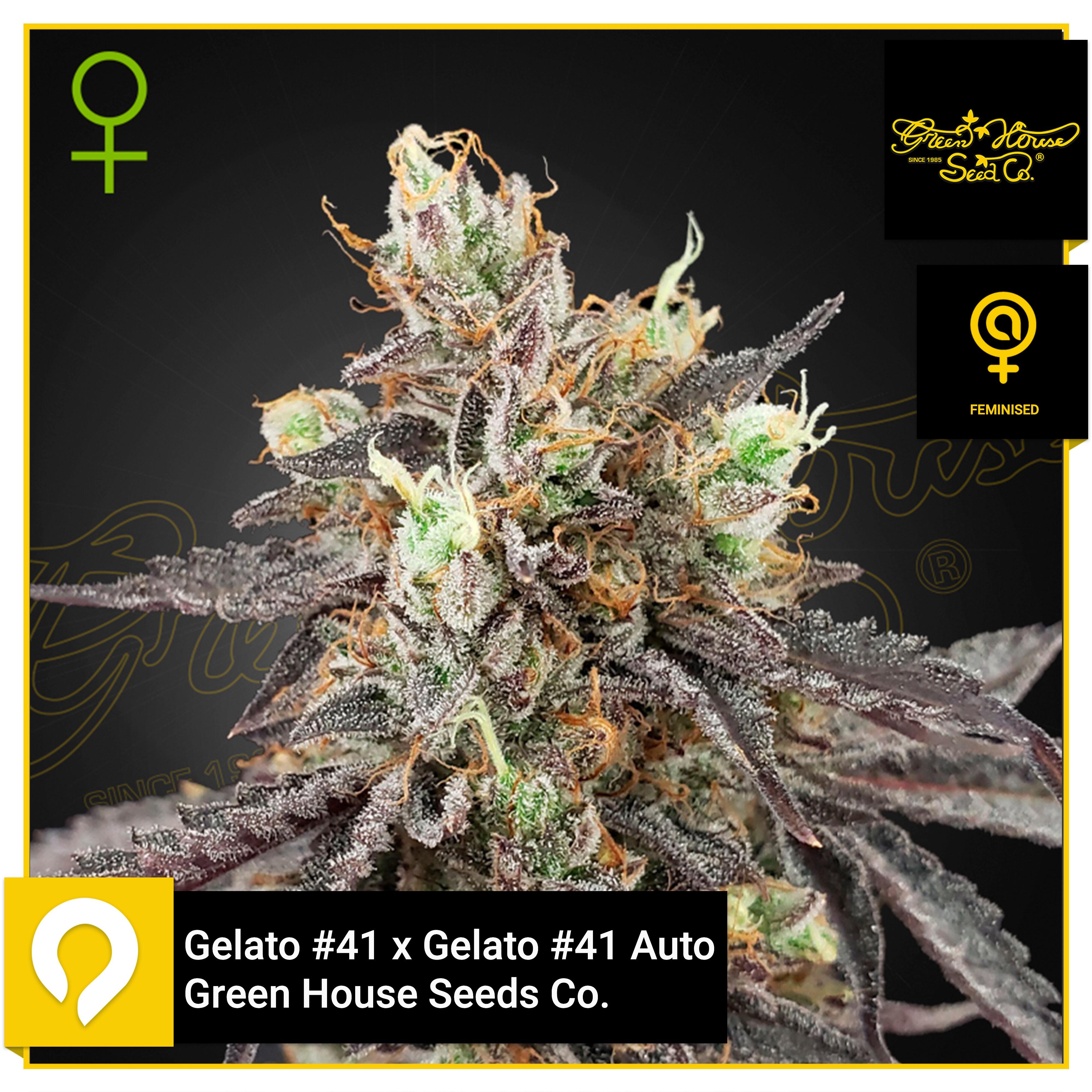 Gelato #41 x Gelato #41 Auto - Green House Seeds Co. - Feminised Seeds ...