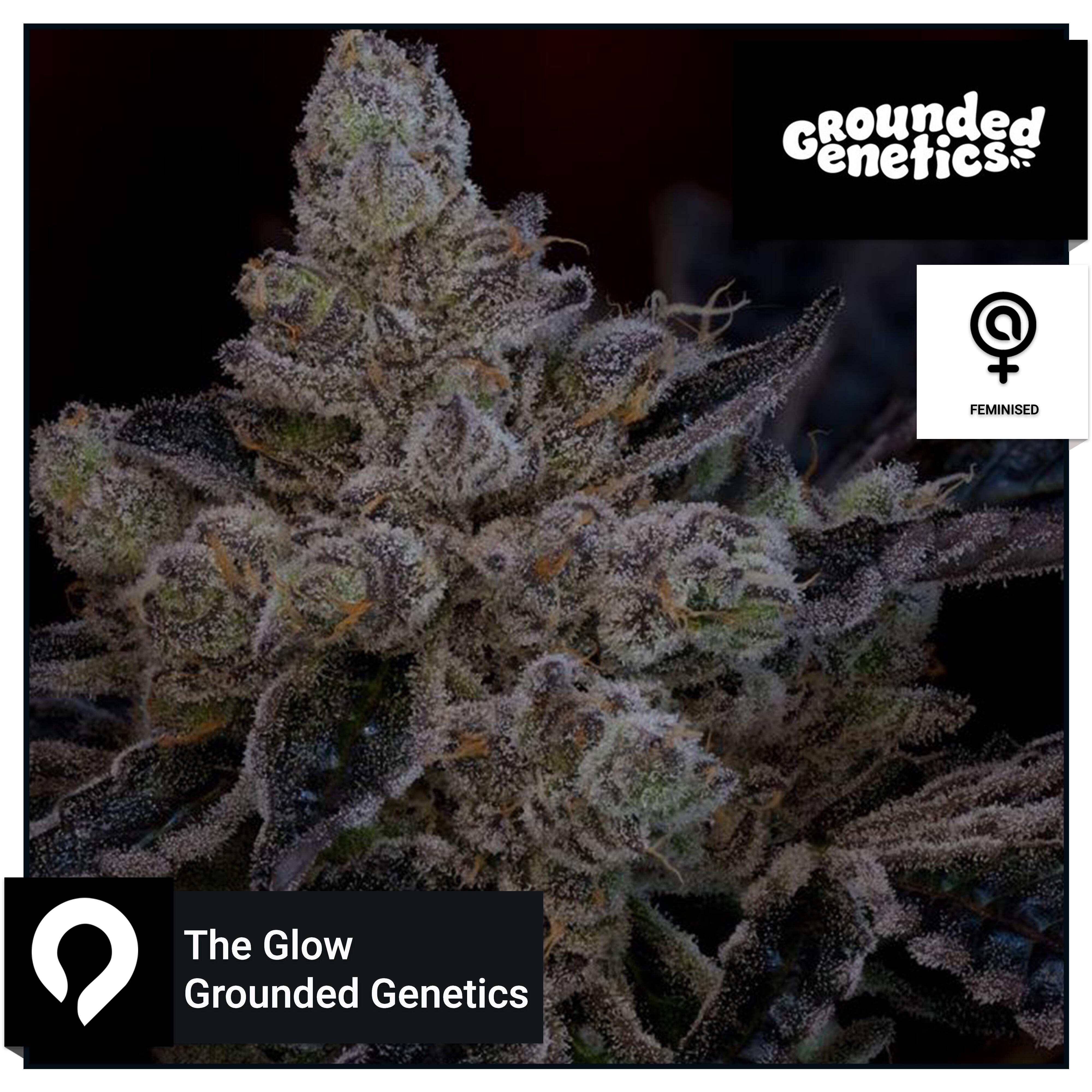 The Glow - Grounded Genetics - Feminised Seeds | Kazam Seeds