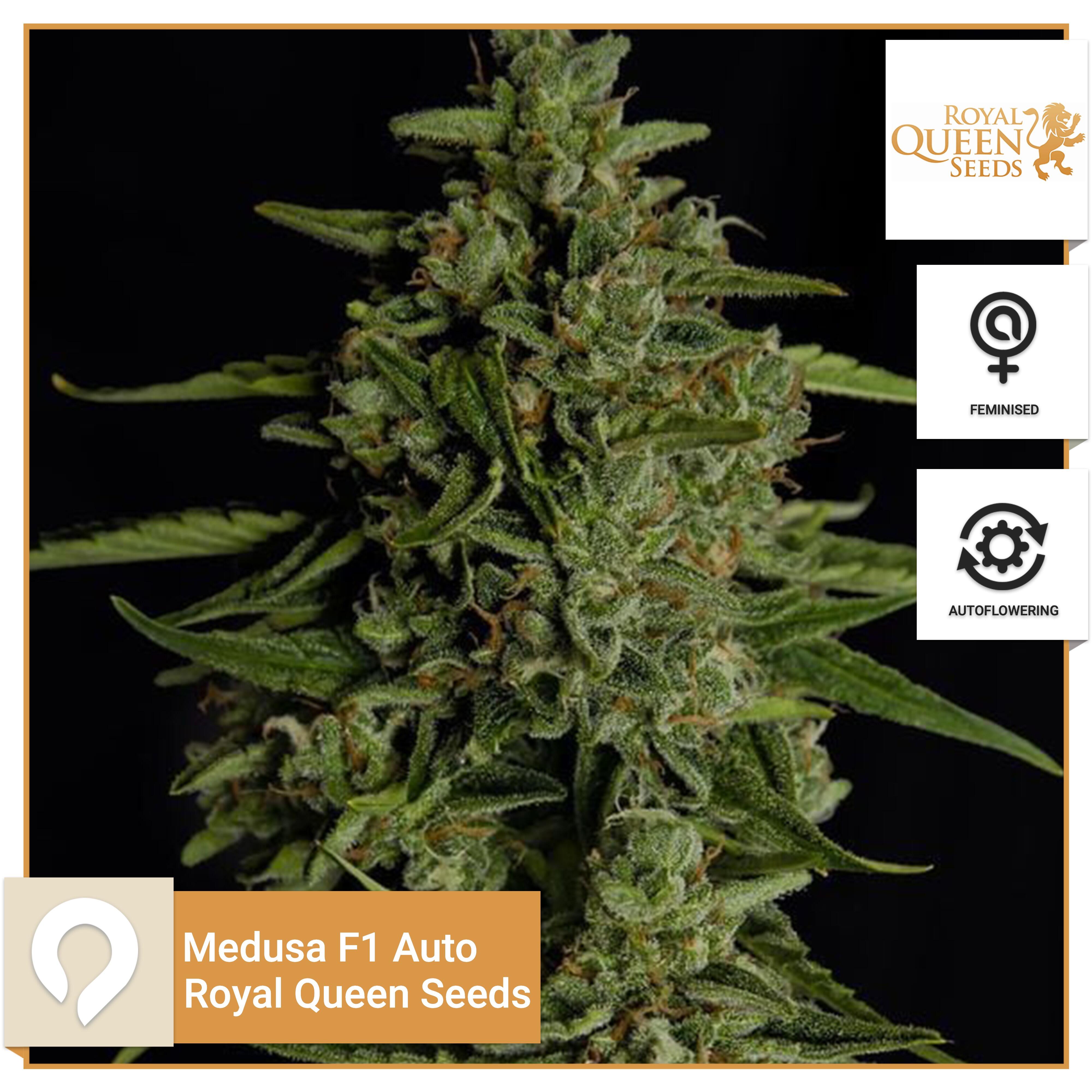 Medusa F1 Auto - Royal Queen Seeds - Feminised Seeds | Kazam Seeds