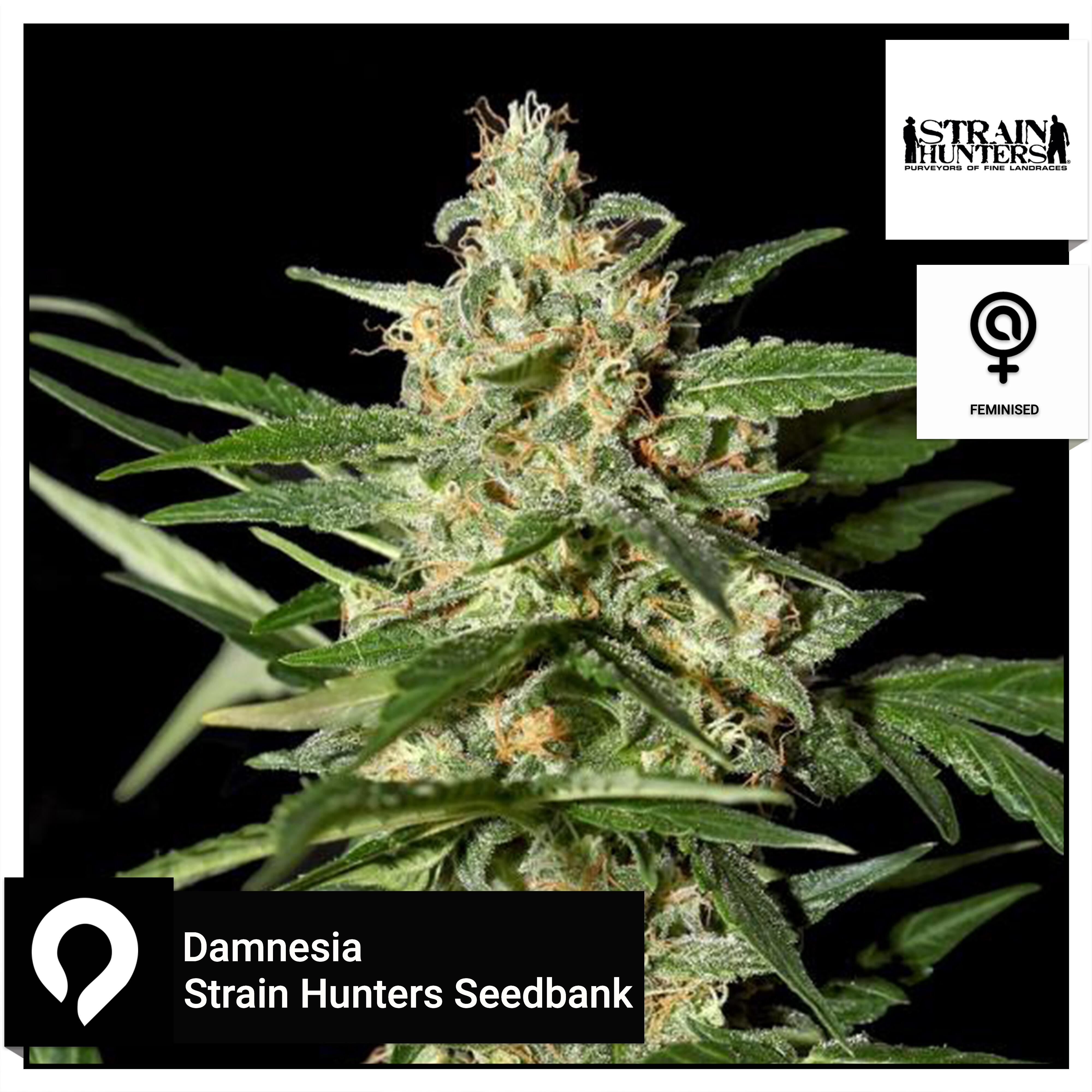 Damnesia - Strain Hunters Seedbank - Feminised Seeds | Kazam Seeds