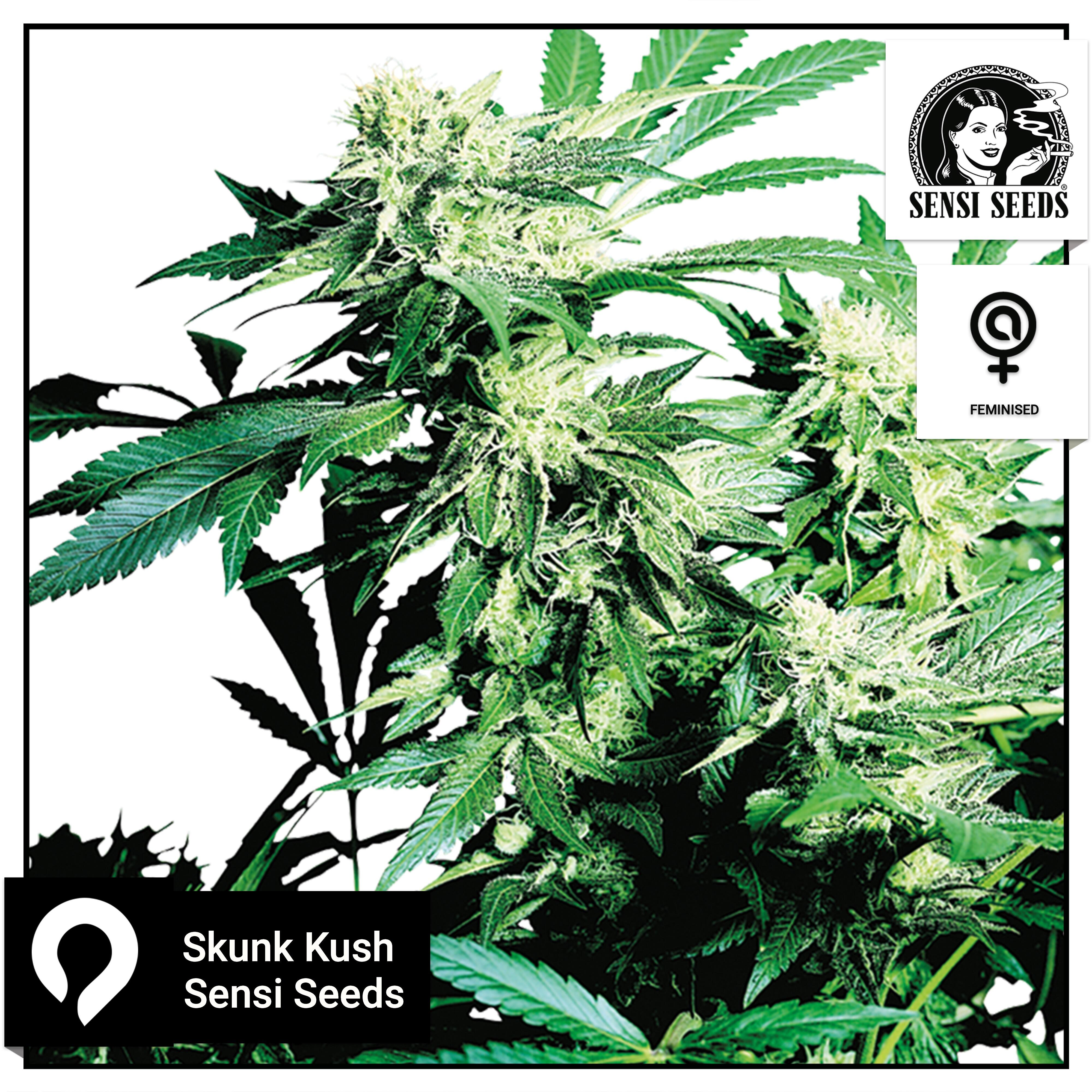Skunk Kush Sensi Seeds Feminised Seeds Kazam Seeds
