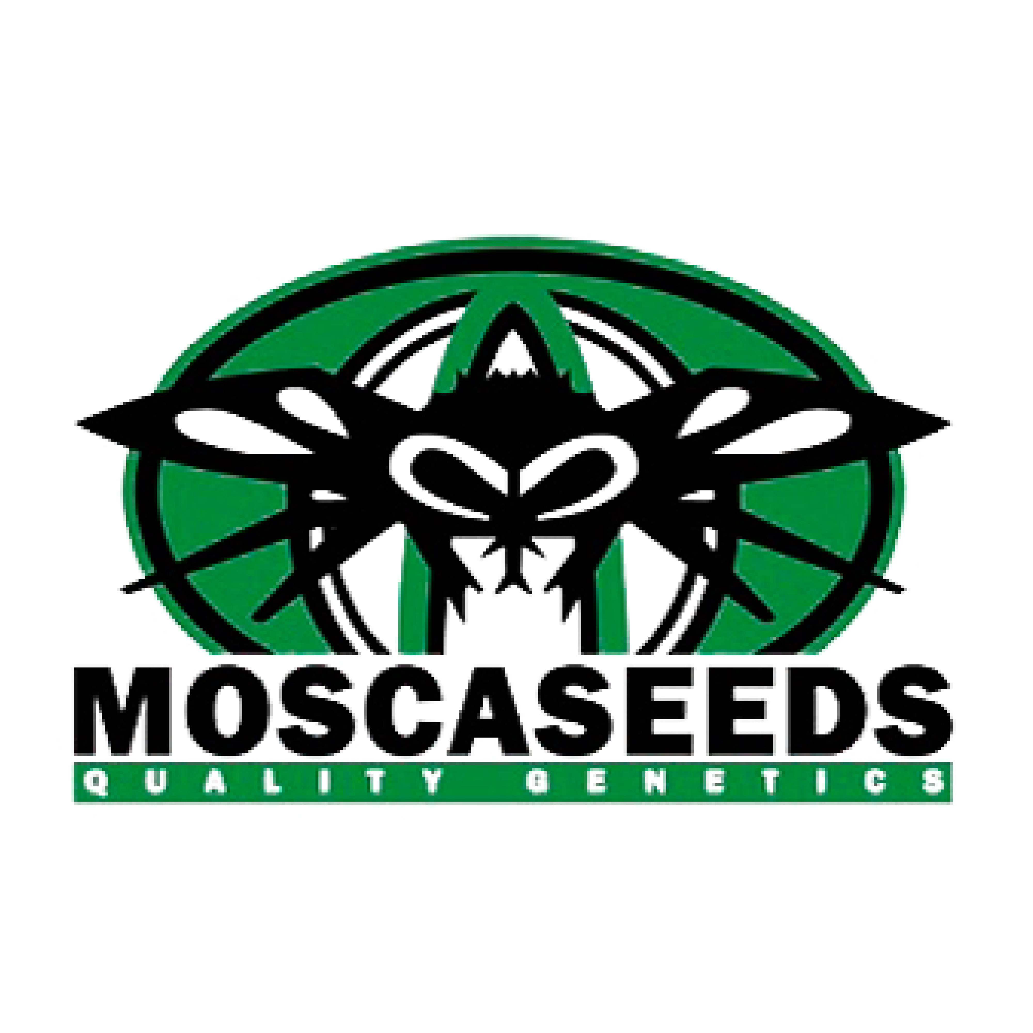 Mosca Seeds | UK Based Cannabis Seeds | Kazam Seeds