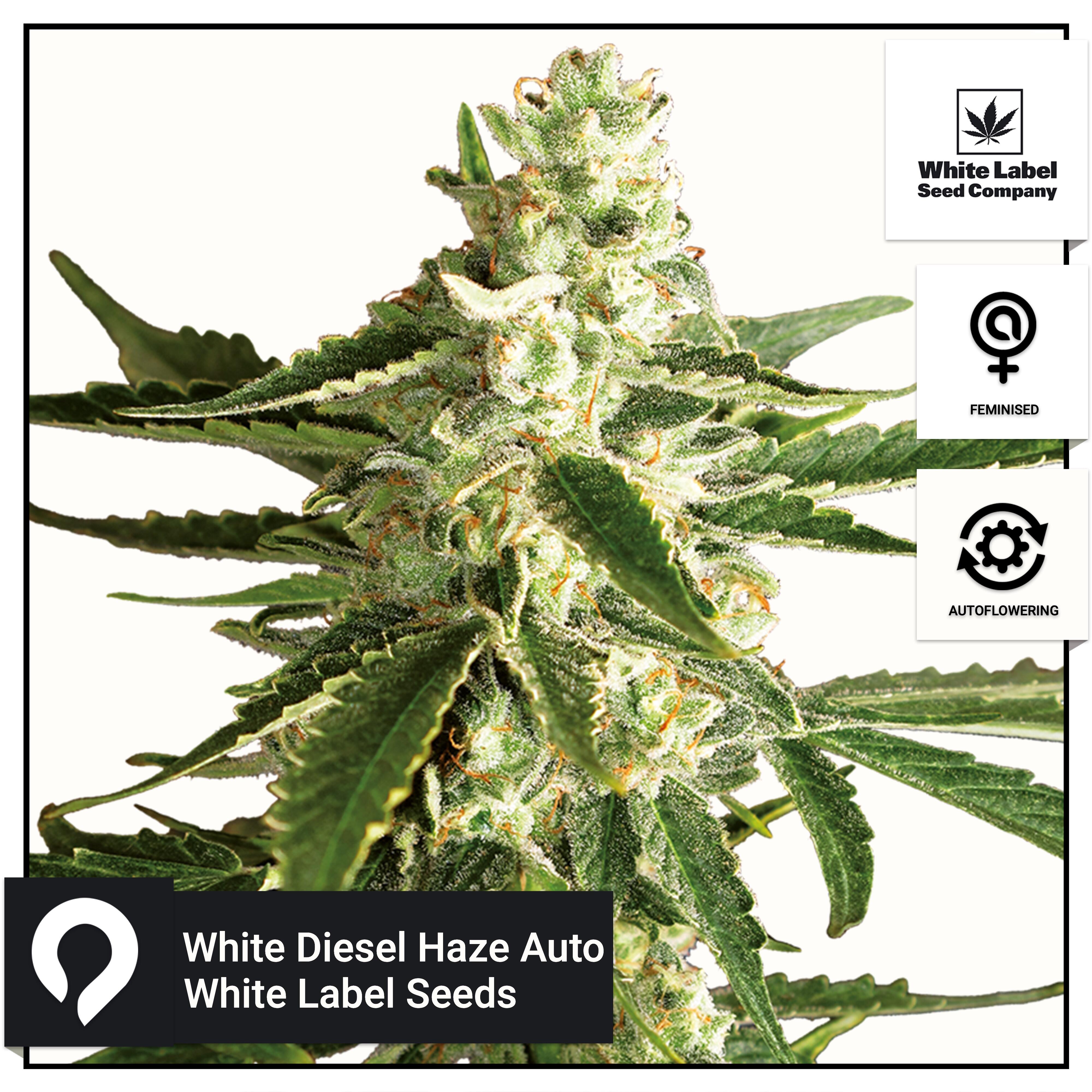 White Diesel Haze Auto - White Label Seeds - Feminised Seeds | Kazam Seeds