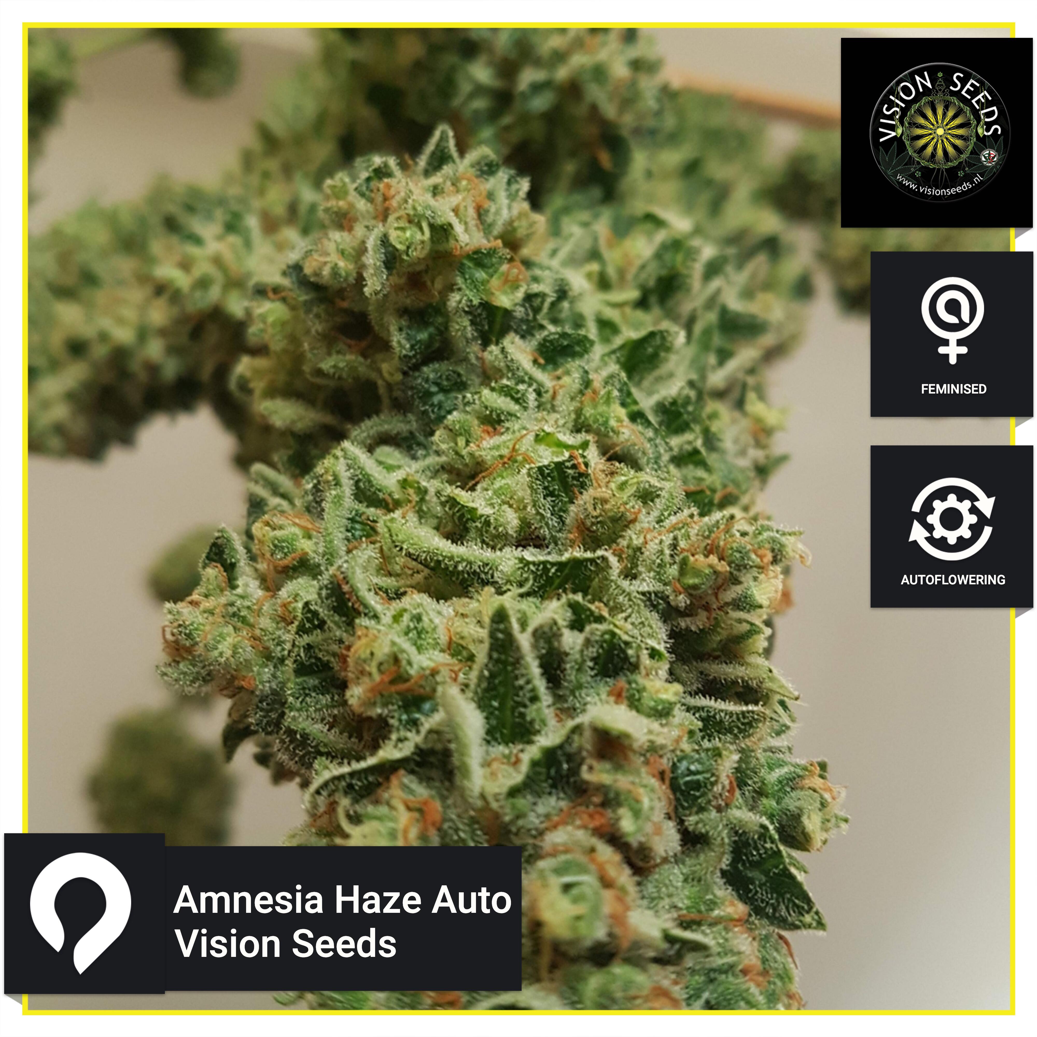 Amnesia Haze Auto Vision Seeds Feminised Seeds Kazam Seeds