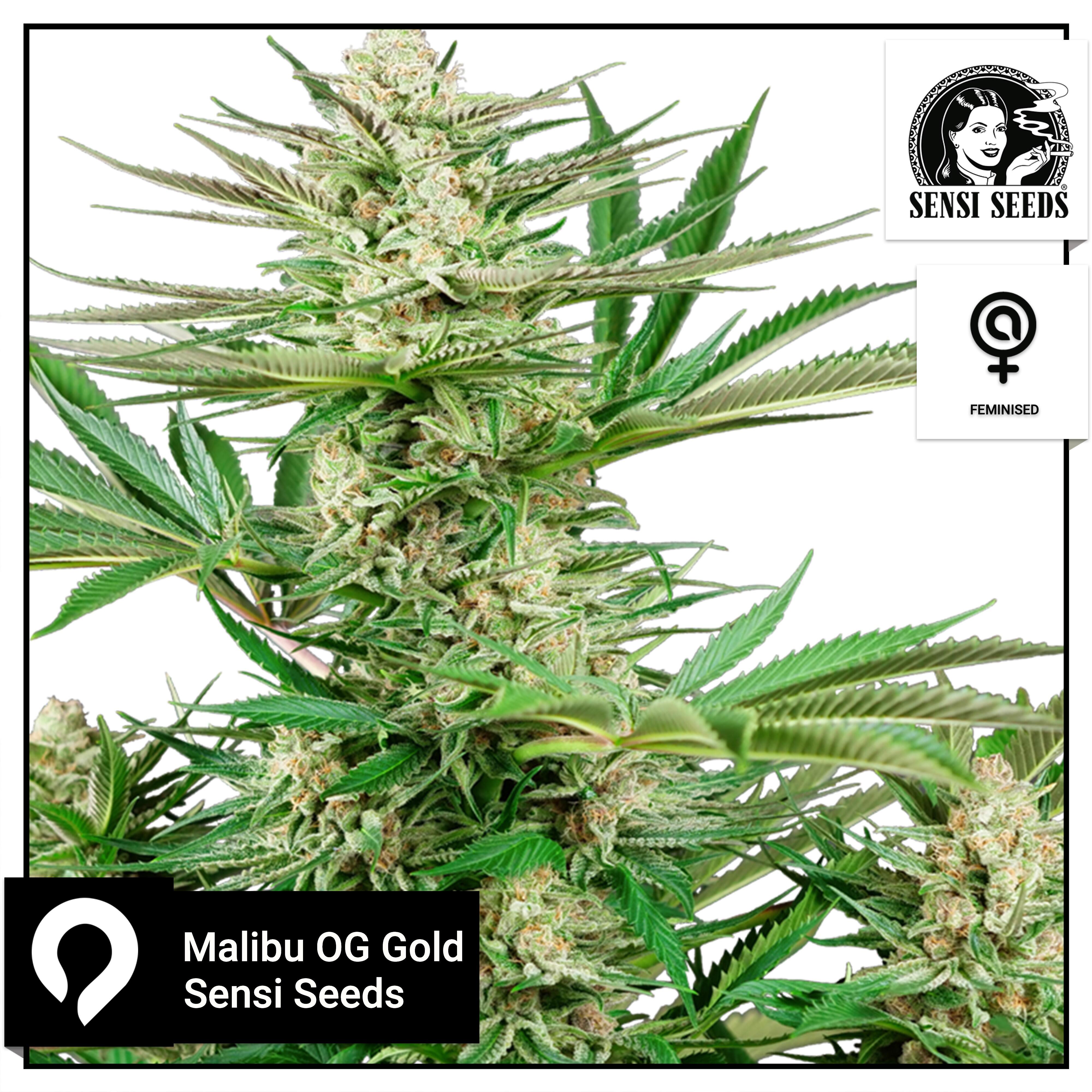 Malibu OG Gold - Sensi Seeds - Feminised Seeds | Kazam Seeds