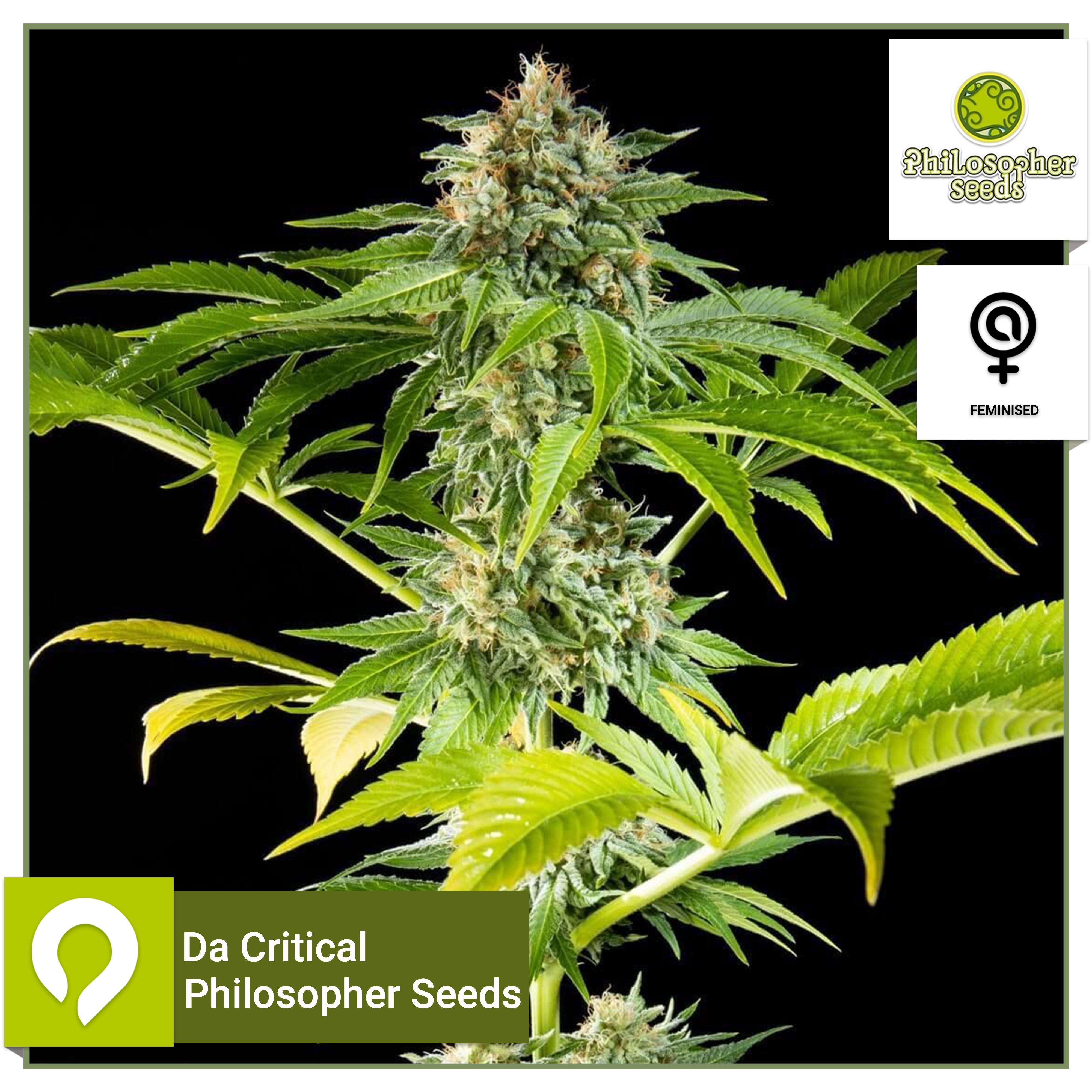 Da Critical Philosopher Seeds Feminised Seeds Kazam Seeds
