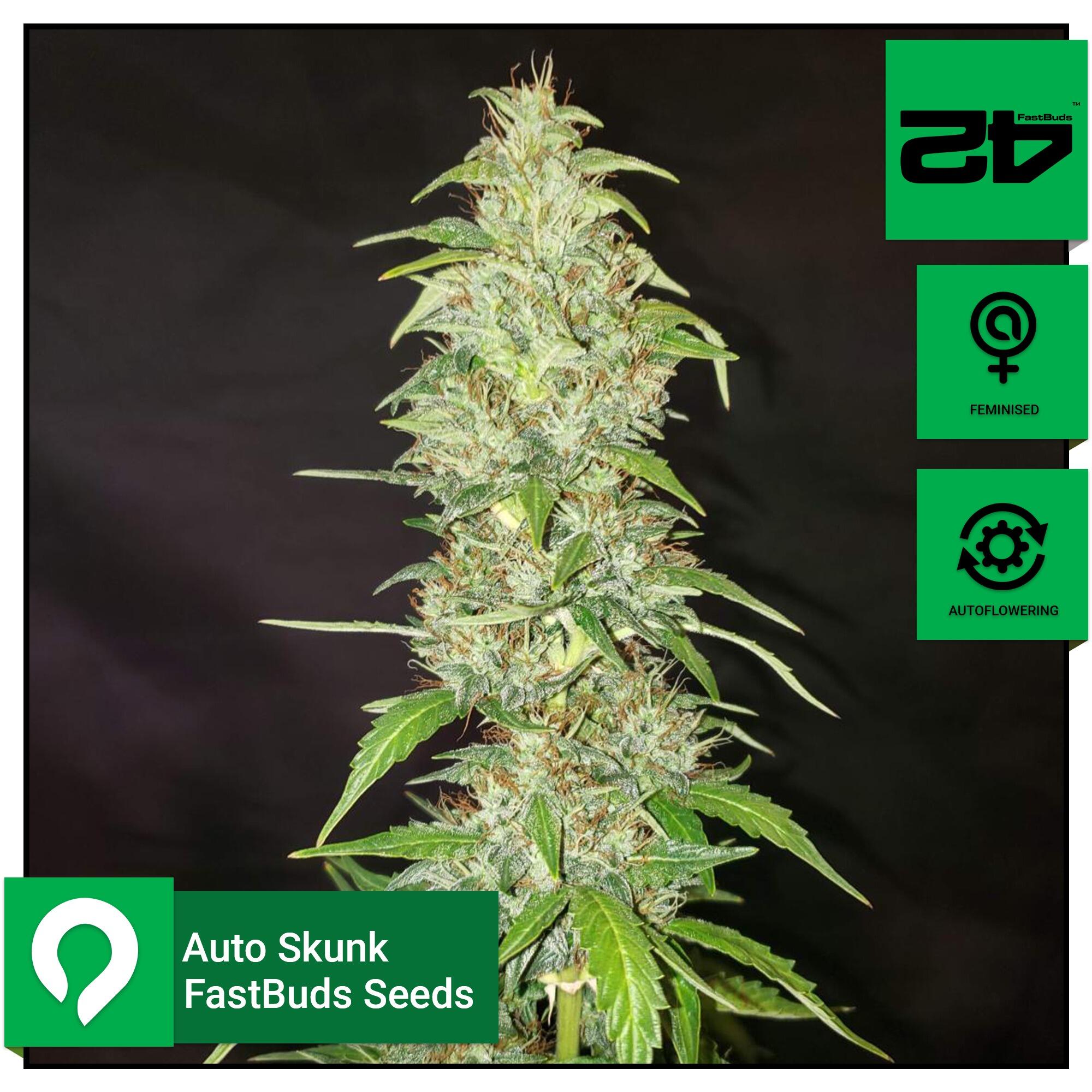 Auto Skunk - FastBuds Seeds - Feminised Seeds | Kazam Seeds