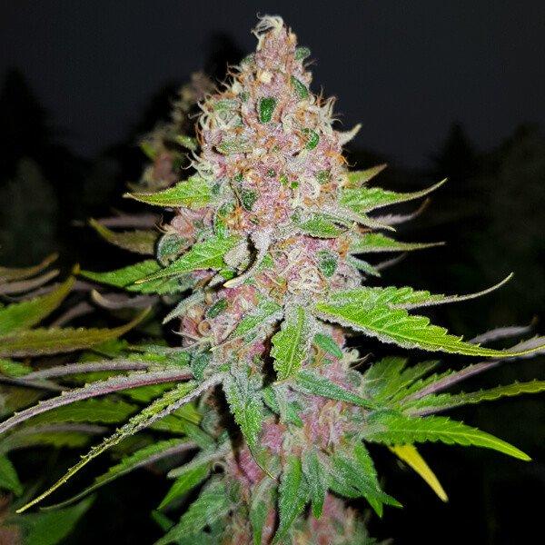 Purple Queen Auto - Royal Queen Seeds - Feminised Seeds | Kazam Seeds