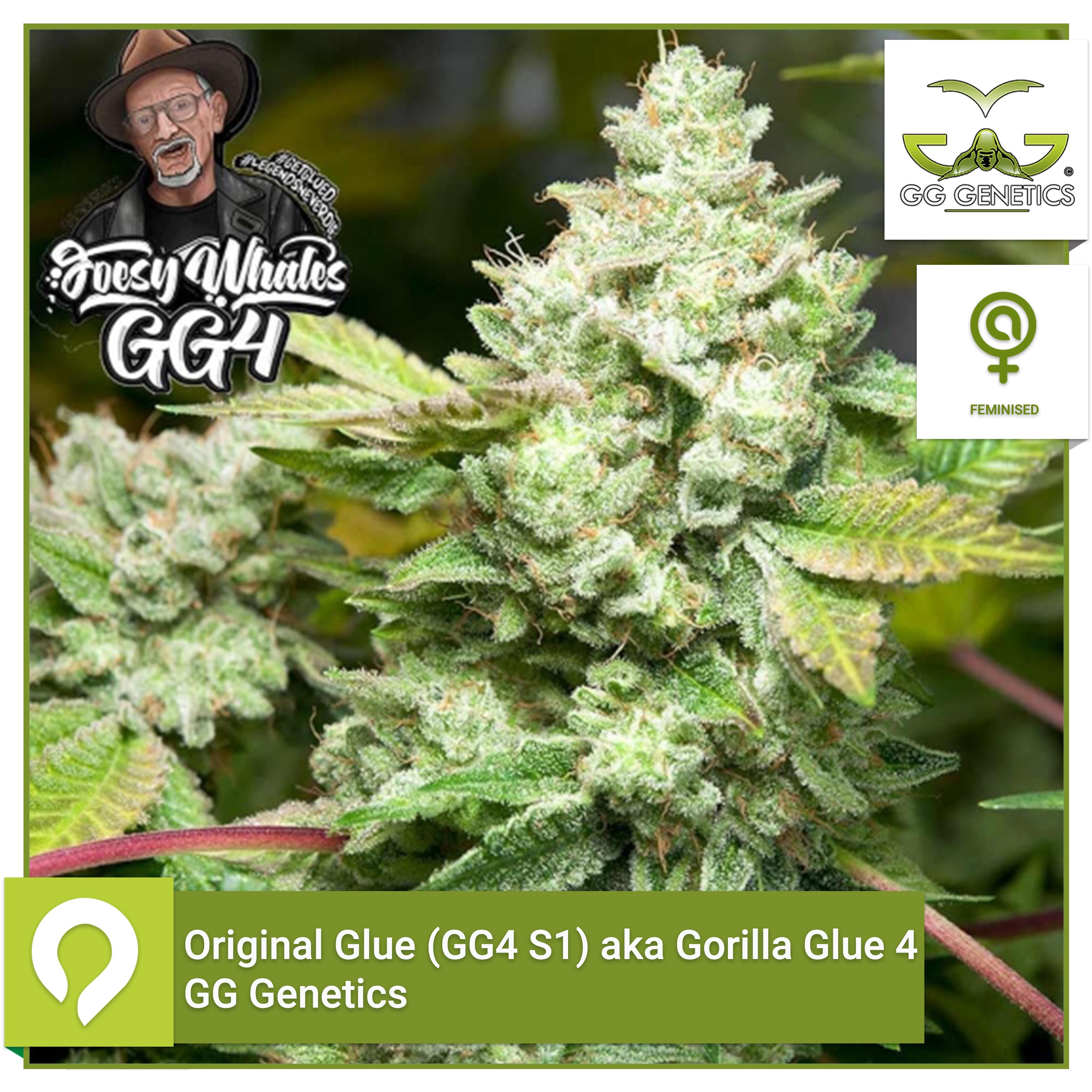 Original Glue (GG4 S1) aka Gorilla Glue 4 - GG Genetics - Feminised Seeds | Kazam Seeds