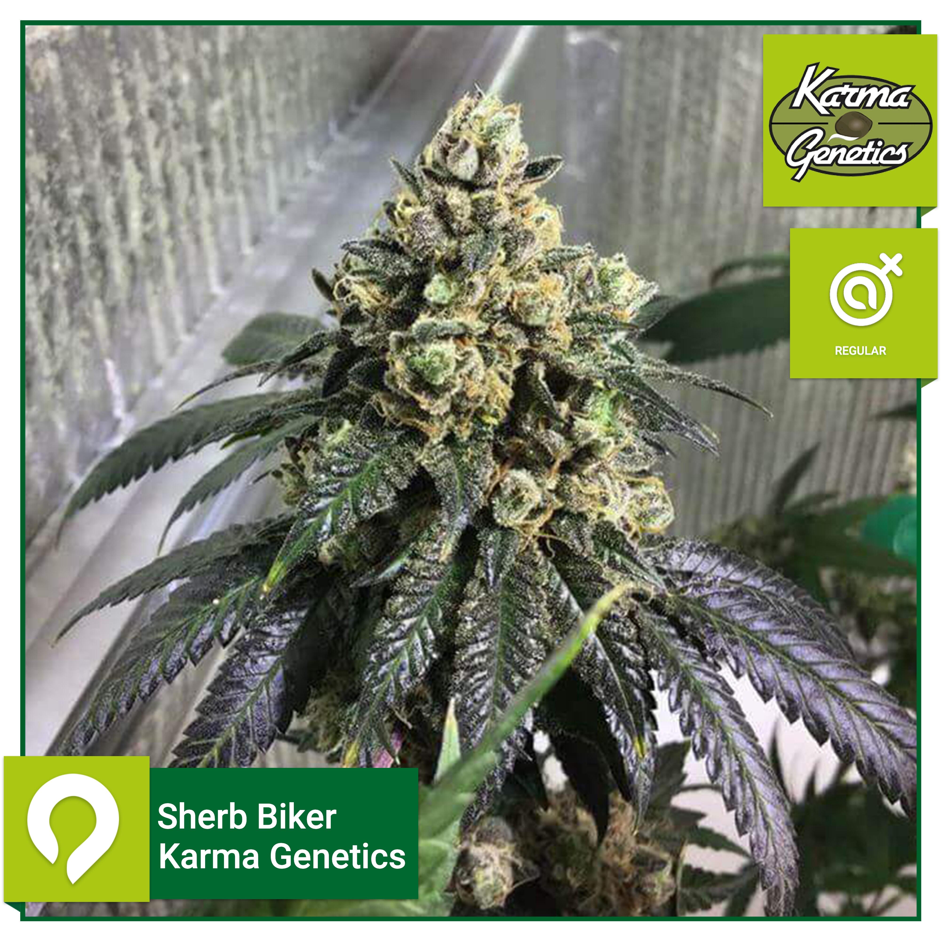 Sherb Biker - Karma Genetics - Regular Seeds | Kazam Seeds