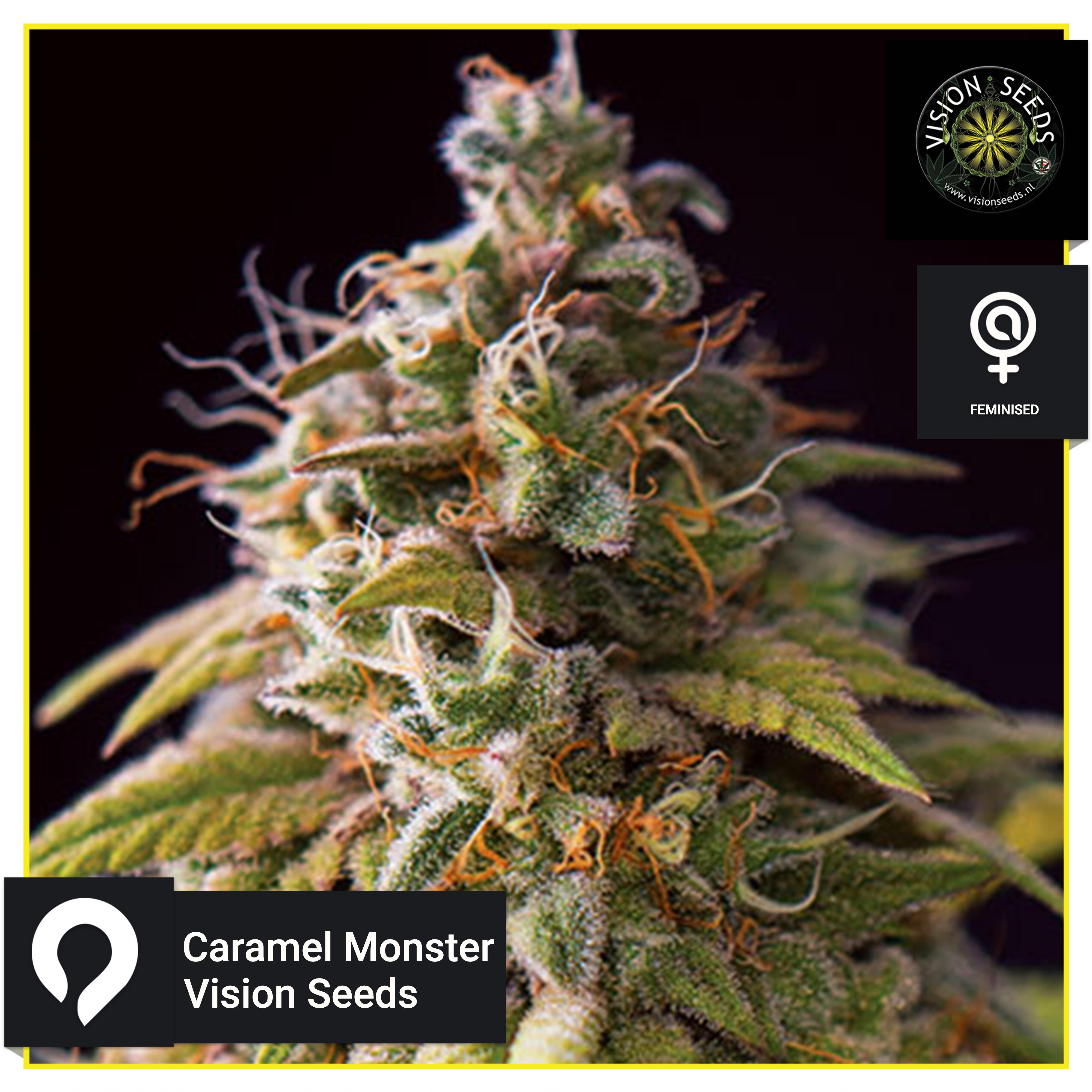 Caramel Monster Vision Seeds Feminised Seeds Kazam Seeds