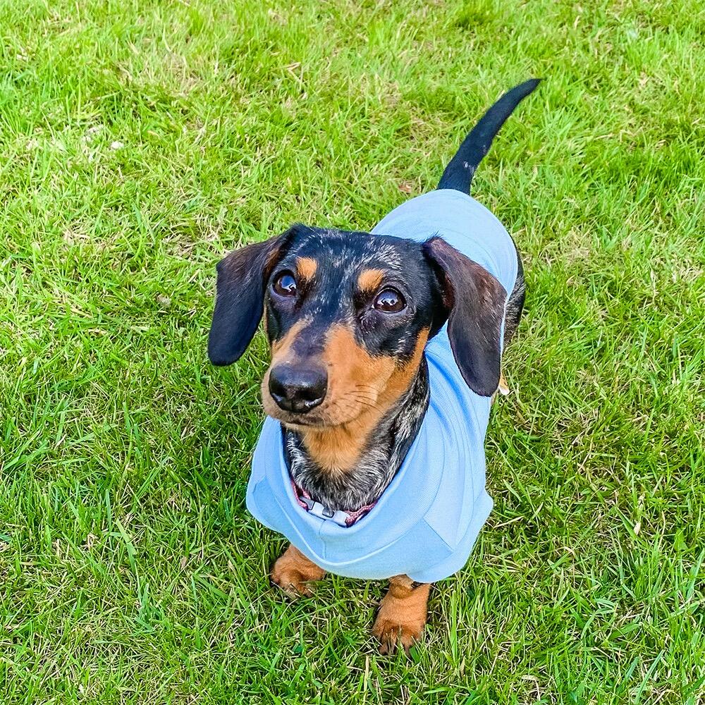 Ready Made Dog T-Shirts | Lottie's Label