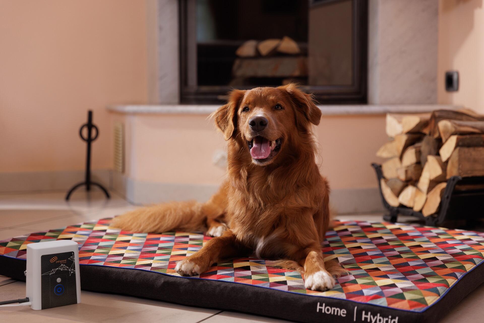 Home PEMF Mat For Dogs