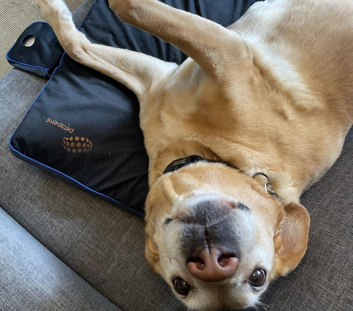 Proven Pet Pemf device for dogs - Home Use