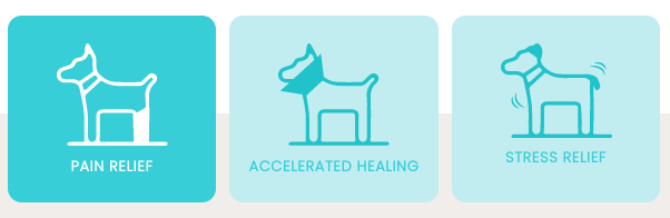 Proven Pet Pemf device for dogs - Home Use