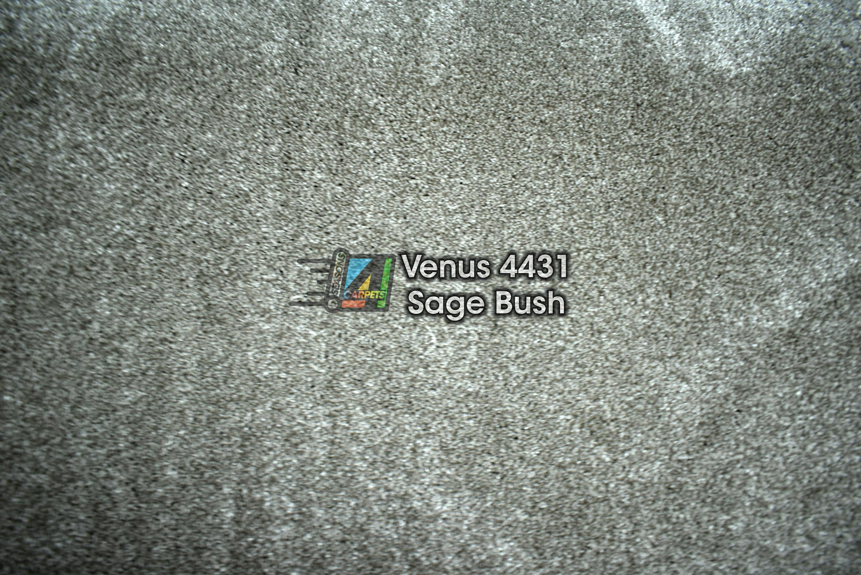 Venus 4431 Sage Bush