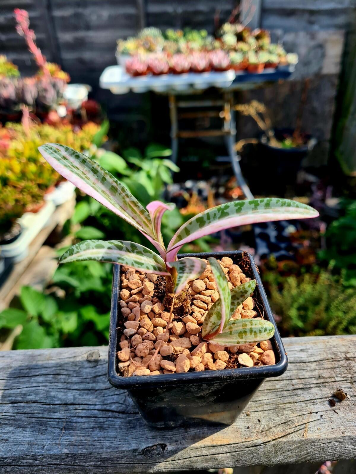 Ledebouria Socialis variegated | The African Leopard Lily