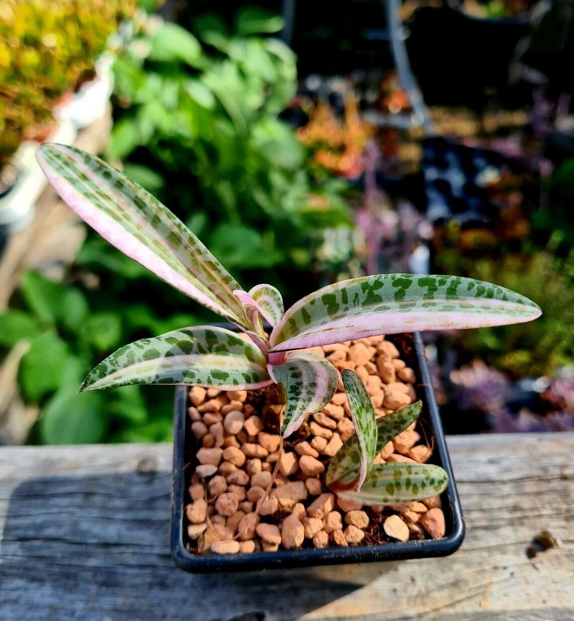 Ledebouria Socialis variegated | The African Leopard Lily