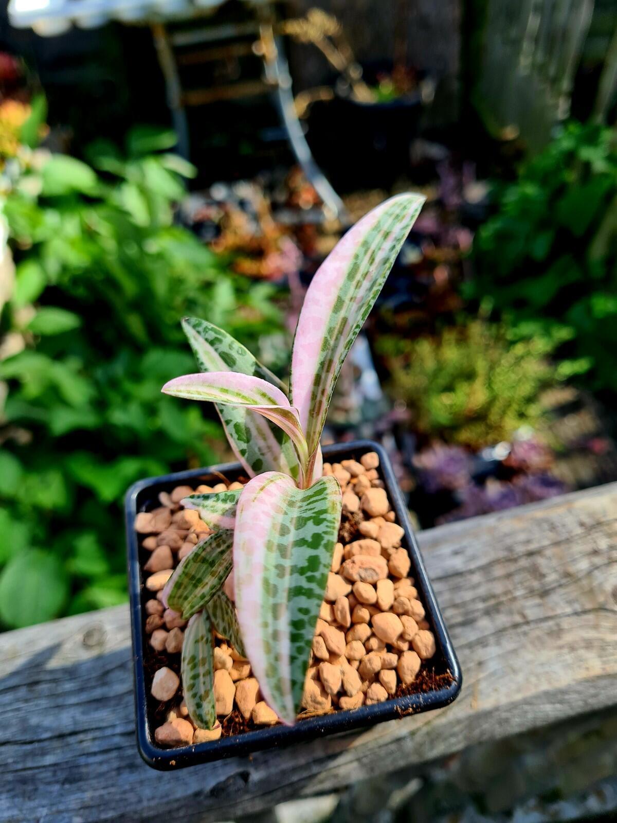 Ledebouria Socialis variegated | The African Leopard Lily